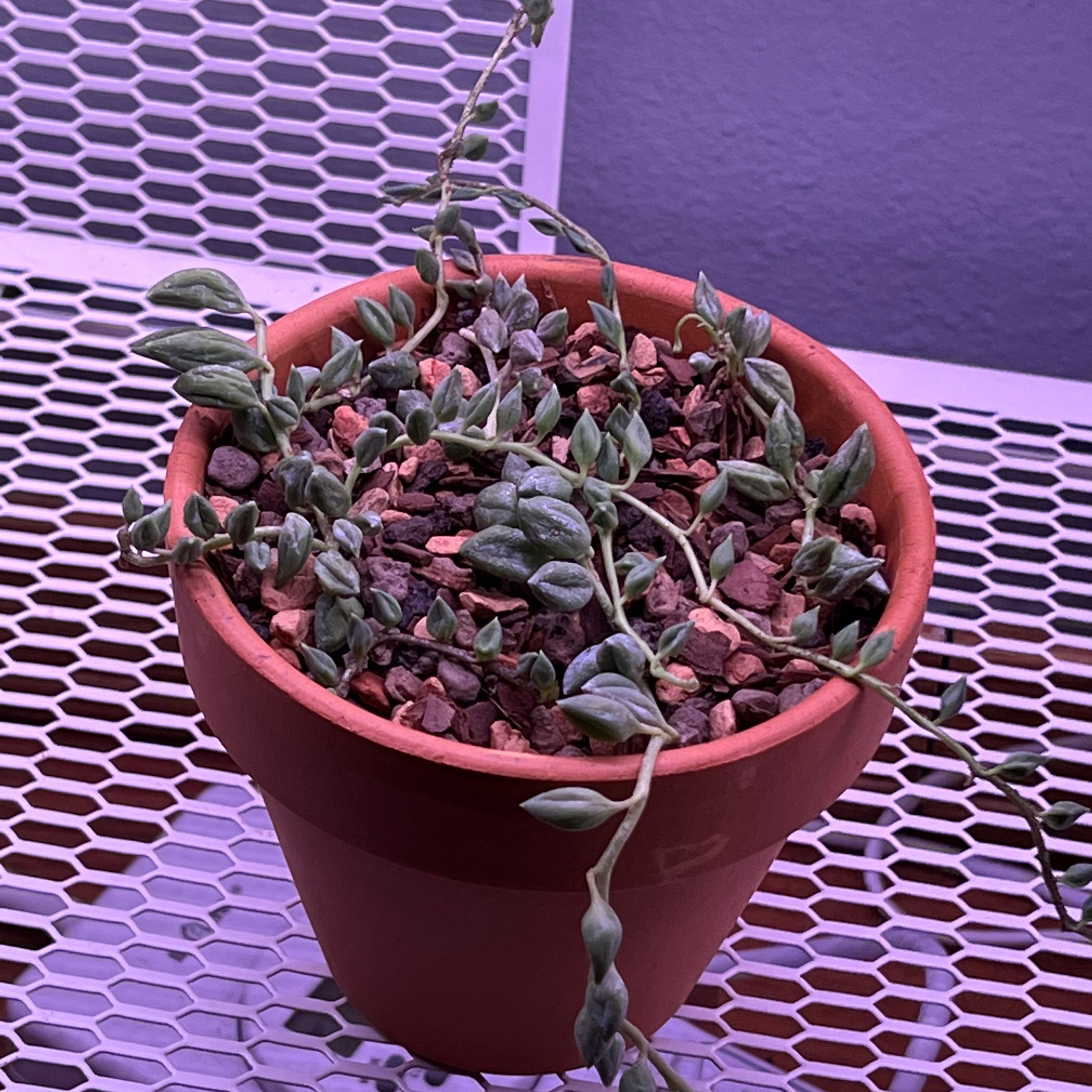 Brown Spots On Curio Rowleyanus 'String Of Raindrops' Leaves 💧