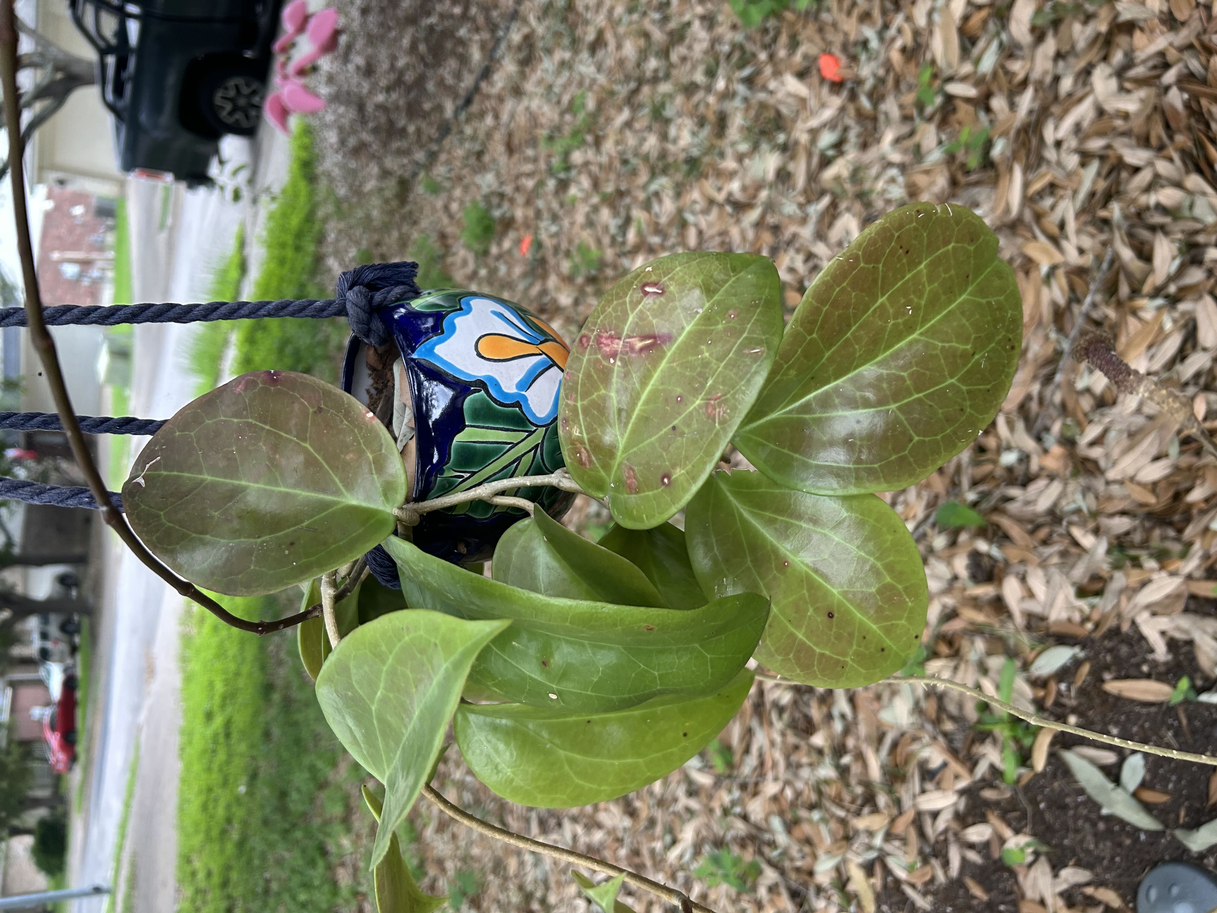 Why Are My Hoya multiflora 'Variegata' Leaves Droopy?