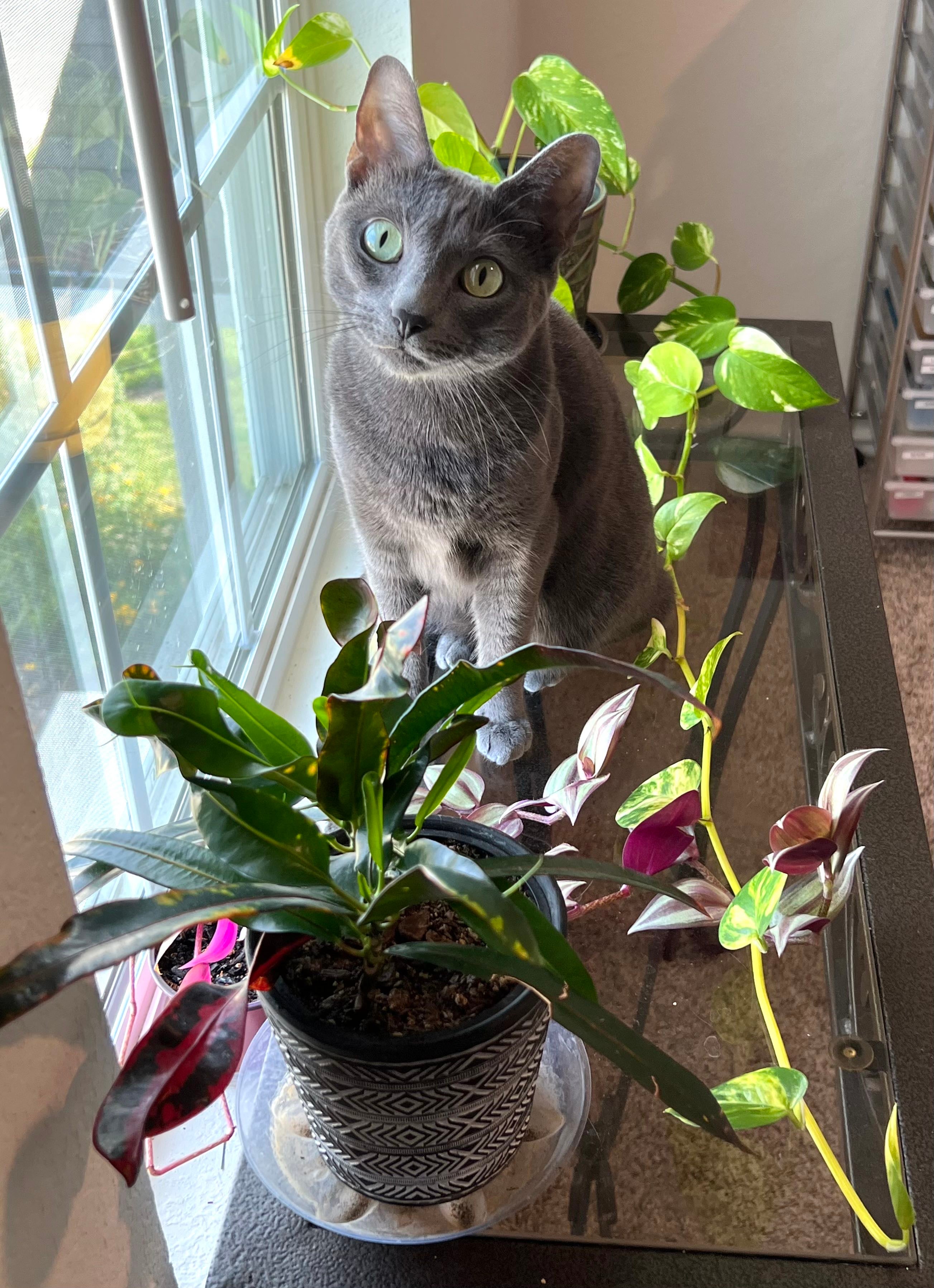 What is a Croton bispinosus? Complete Guide 🌵