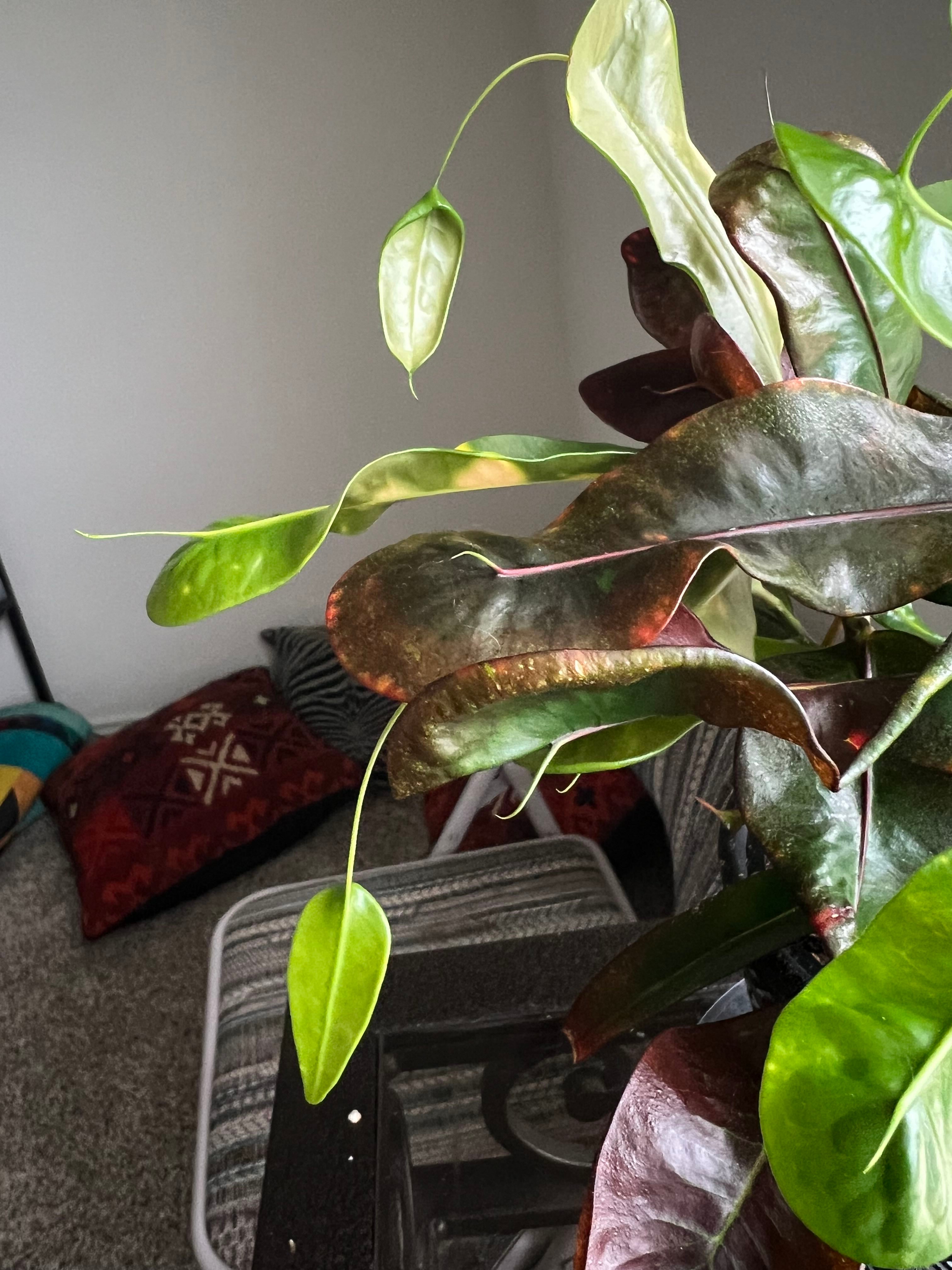 🌳 Step-by-Step Guide to Fertilizing Croton Tree