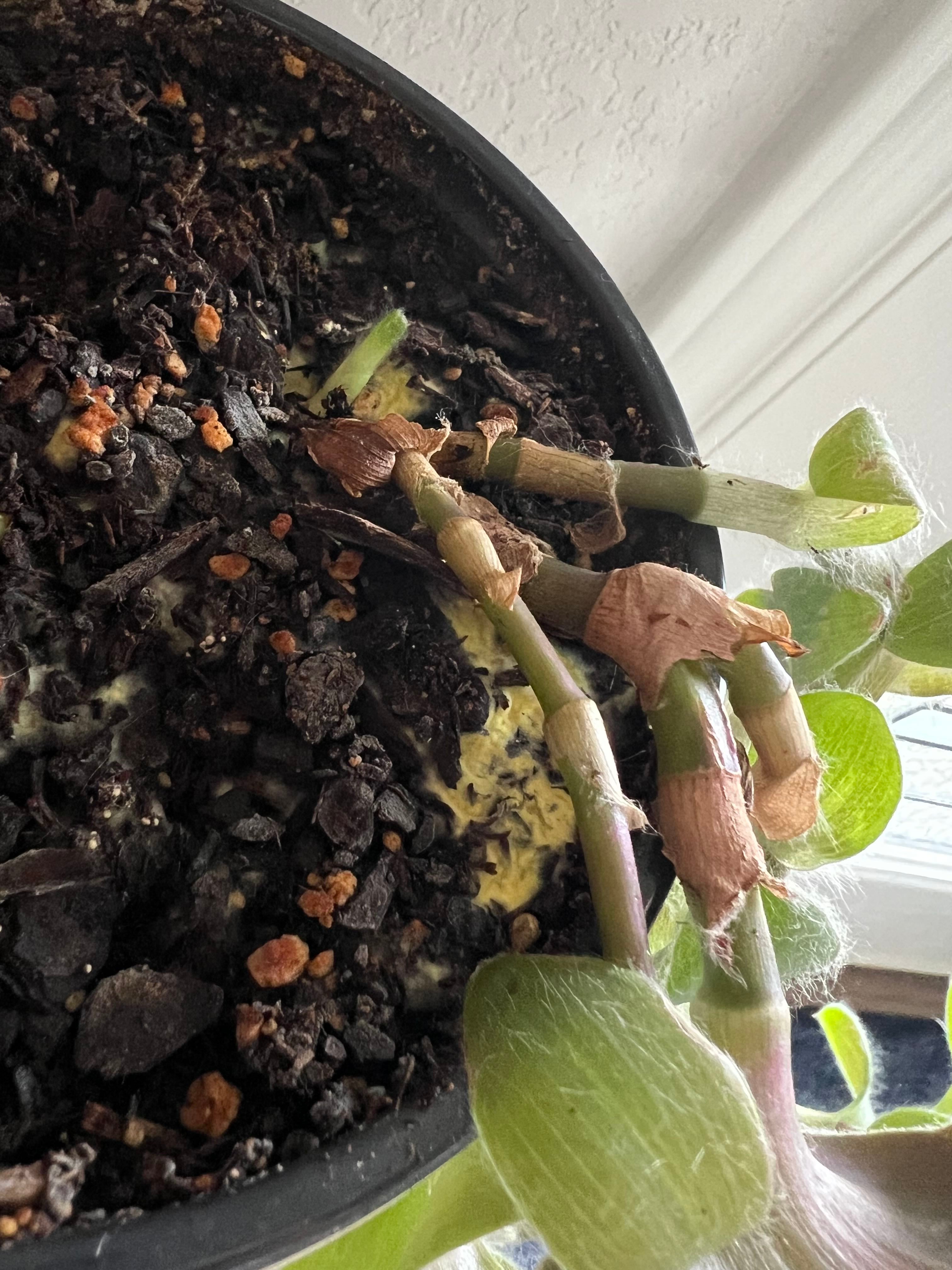 How to Care for White Velvet: Mastering Water, Sunlight & More