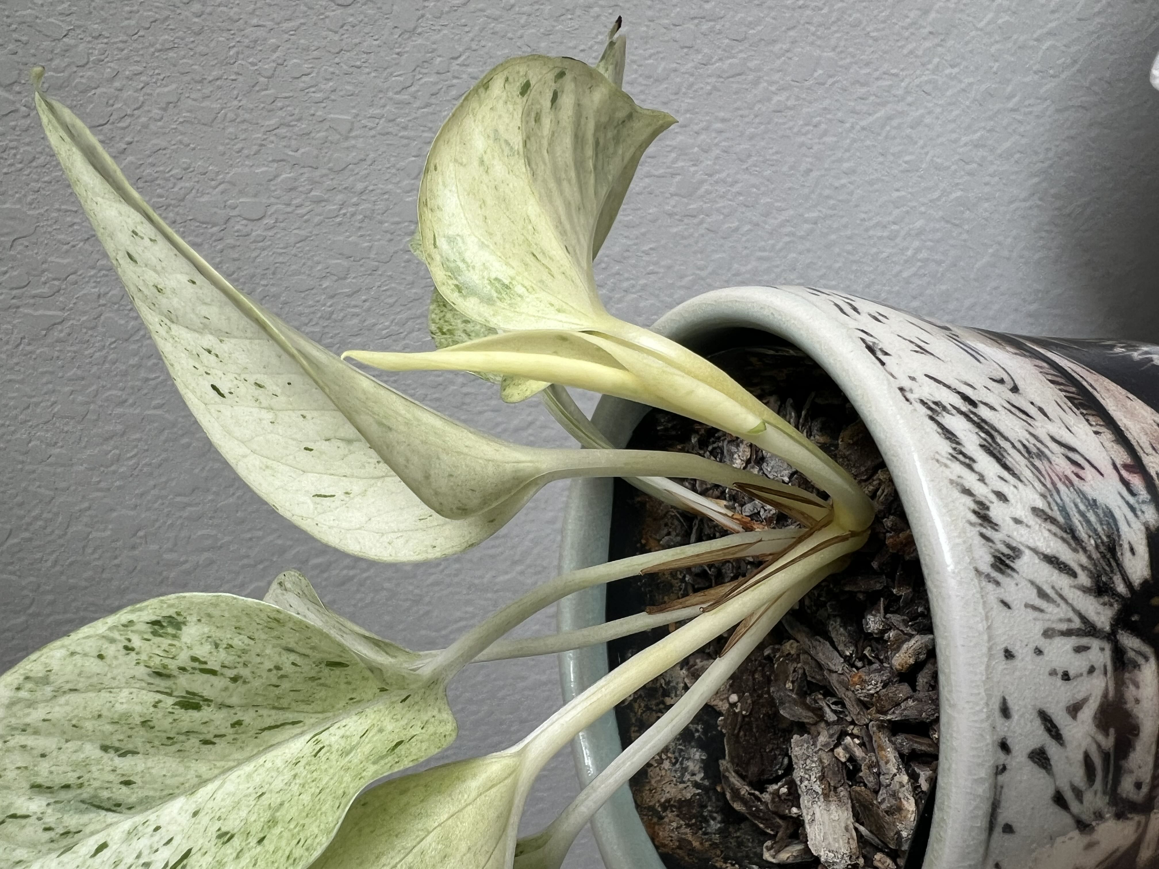 Snow Queen Pothos Plant Care: Water, Light, Nutrients | Greg App 🌱