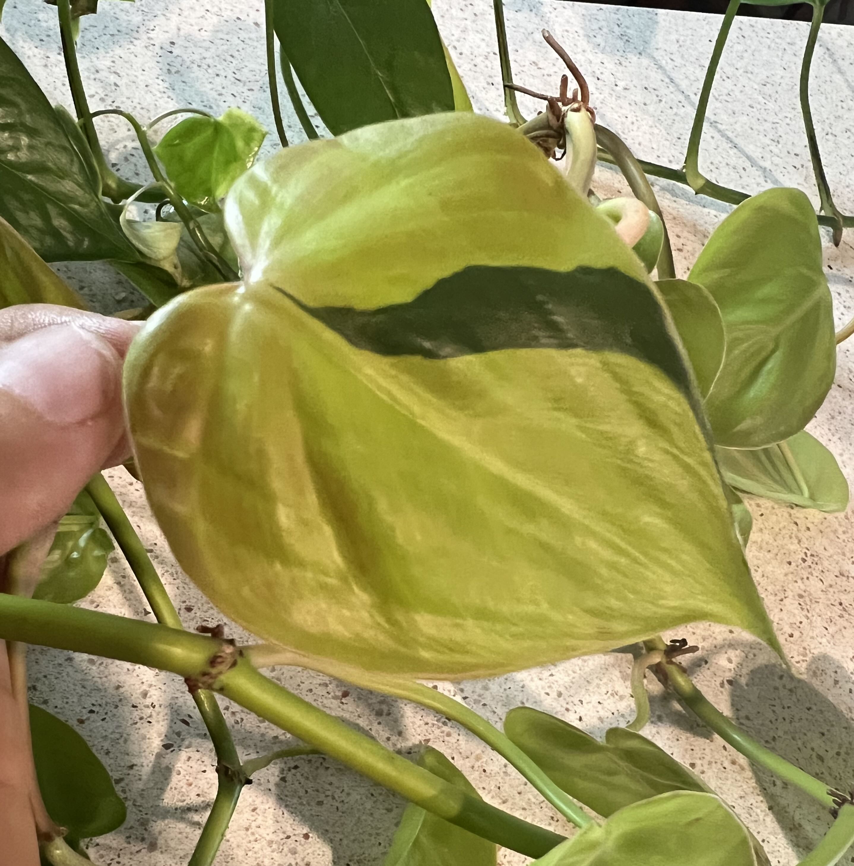 Philodendron Lemon Lime Care 101: Water, Light & Growing Tips
