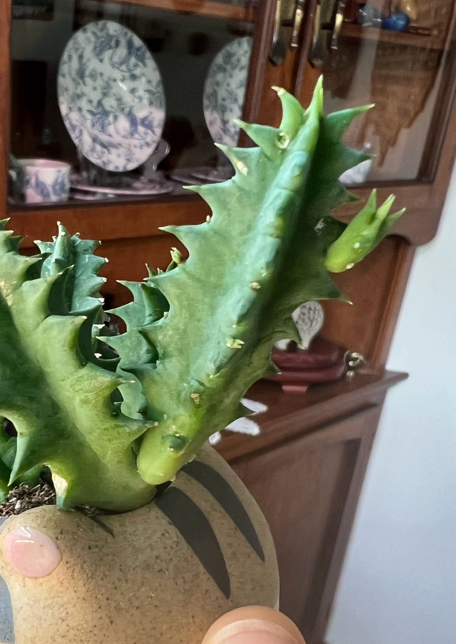 Candelabra Cactus Plant Care: Water, Light, Nutrients | Greg App 🌱