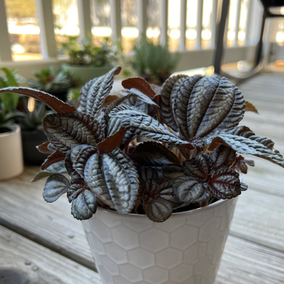 🌞 Your Pilea involucrata 'Norfolk''s Sunlight Needs