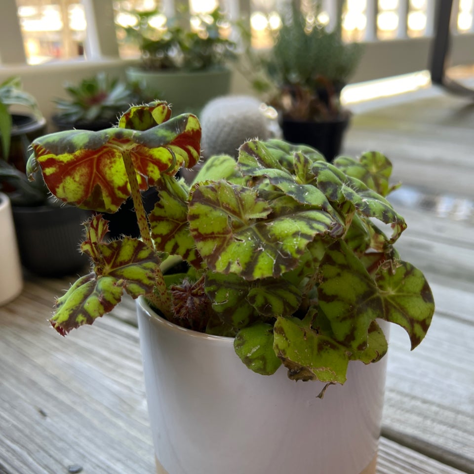 Propagating My Begonia 'Tiger Paws': Step-by-Step Guide