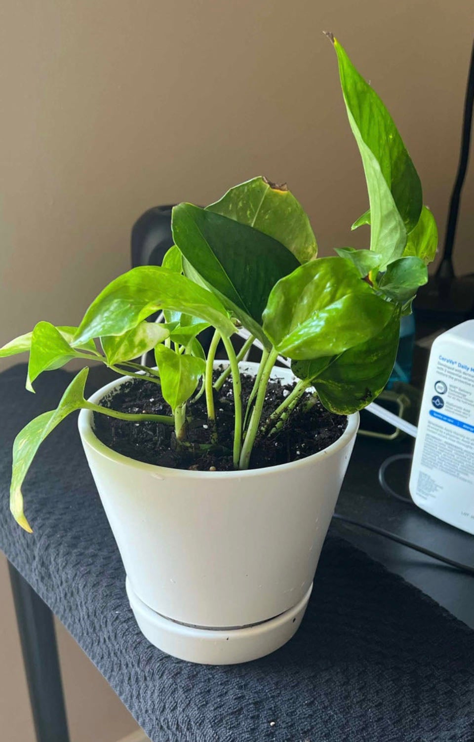 Hawaiian Pothos: How Much Water & Light Does it Need to Thrive?