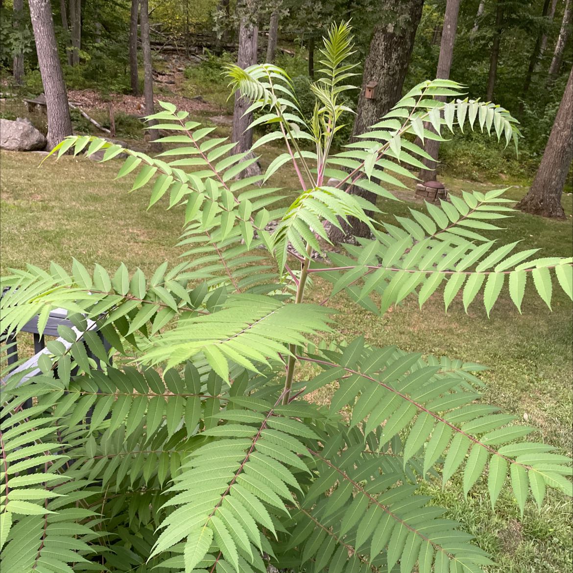 How Do I Propagate My Staghorn Sumac?