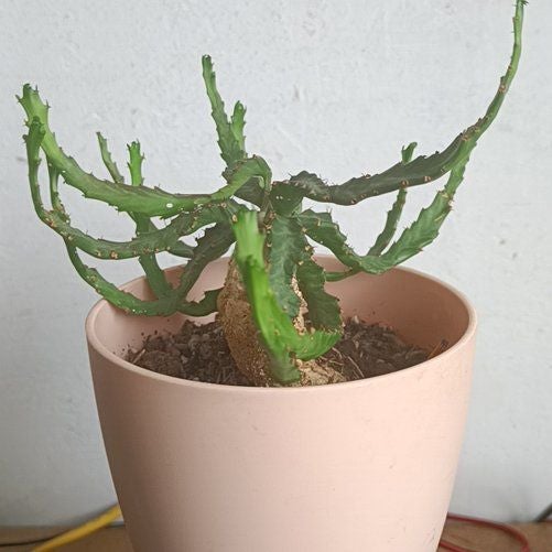 Tree Diddy | A plant by @WildlingWitch on Greg