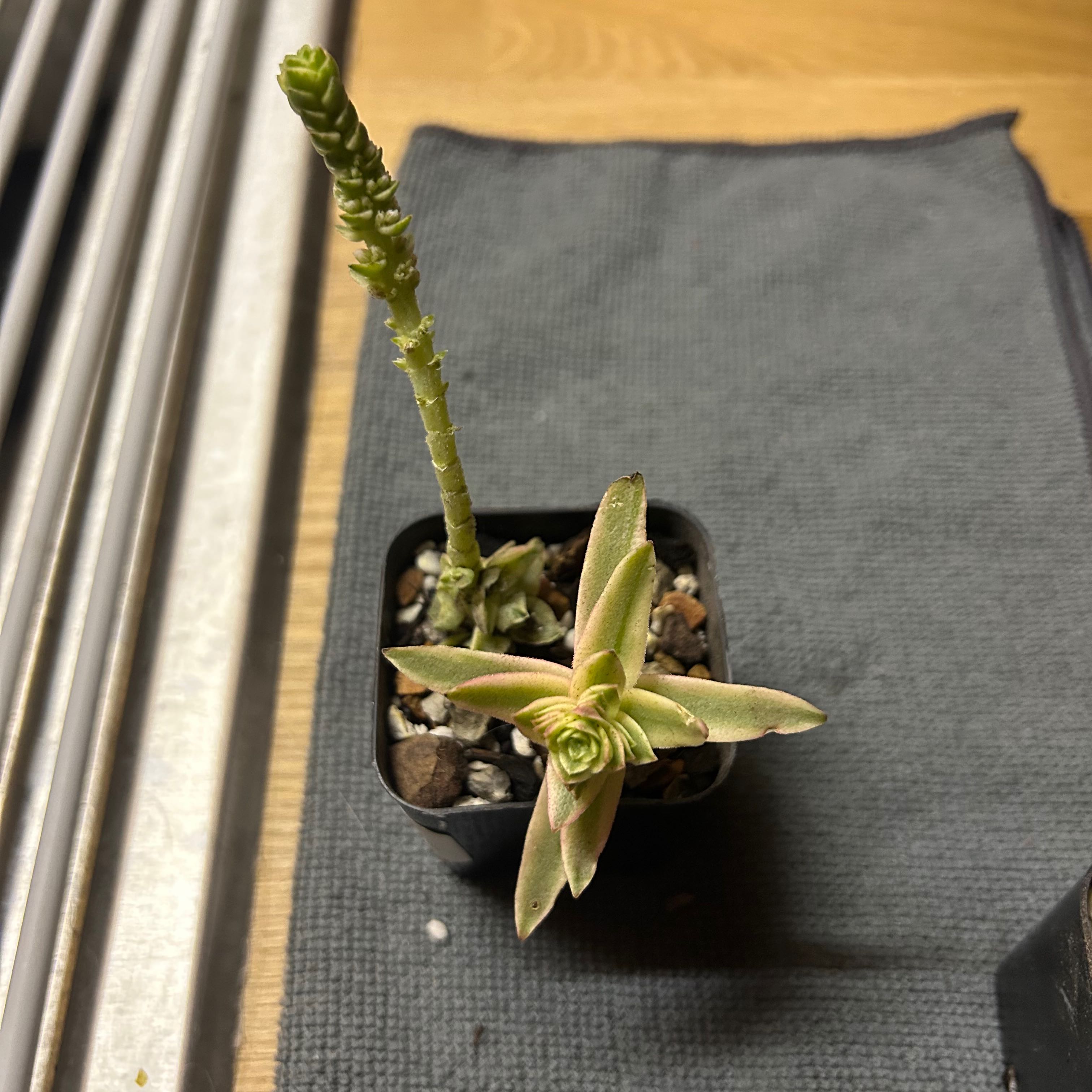 The Complete Crassula capitella 'Campfire Variegated' Plant Care Guide ...