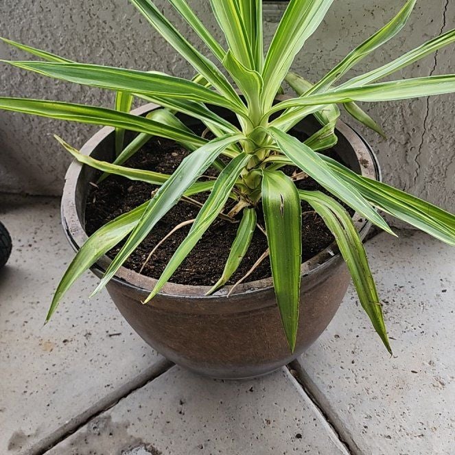 Keep Your Yucca 'Solaris' Alive: Light, Water & Care Instructions