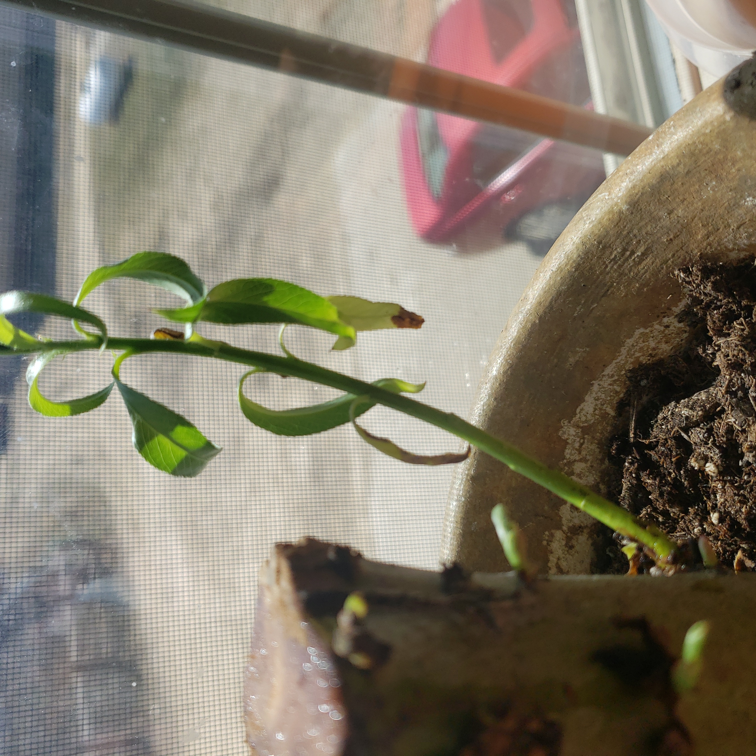 The Complete Corkscrew Willow Plant Care Guide: Water, Light & Beyond
