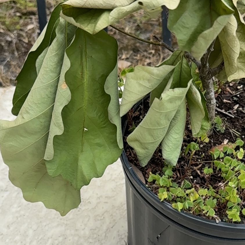 🍂 Why Are There Brown Spots on My Water Oak Leaves?