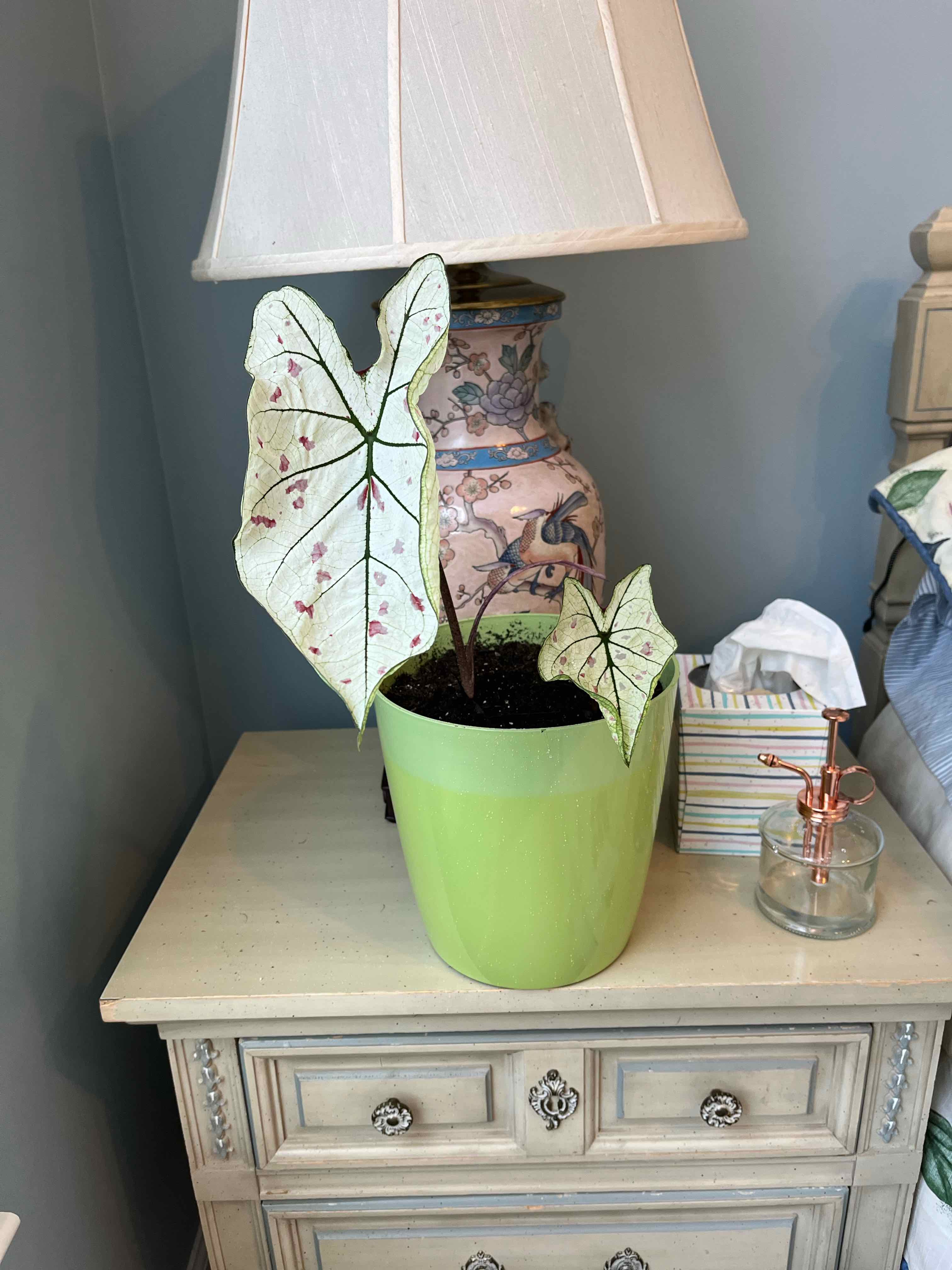 🌞 How Much Sunlight Does My Caladium 'Marie Moir' Need?