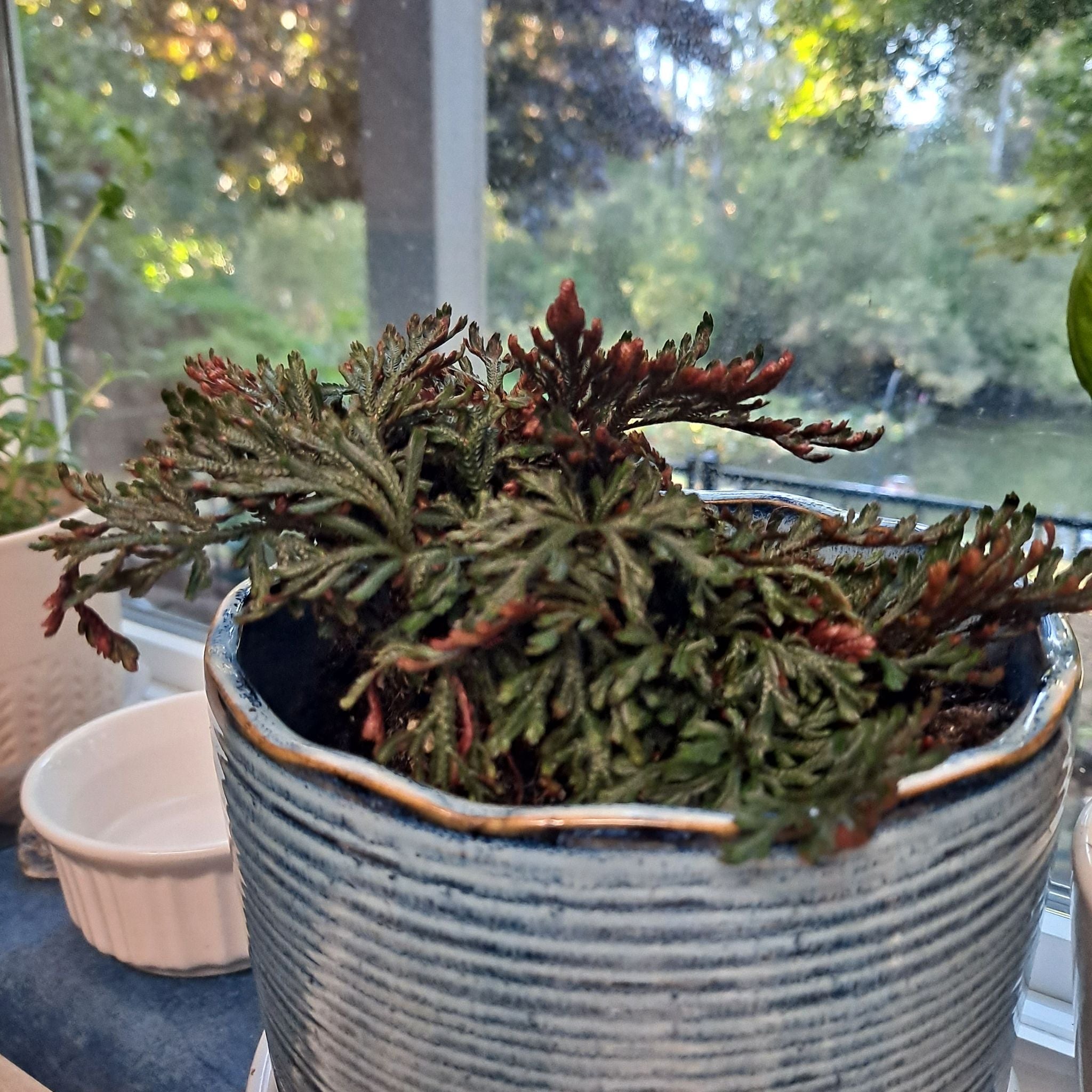 The Complete Electric Fern Plant Care Guide: Water, Light & Beyond