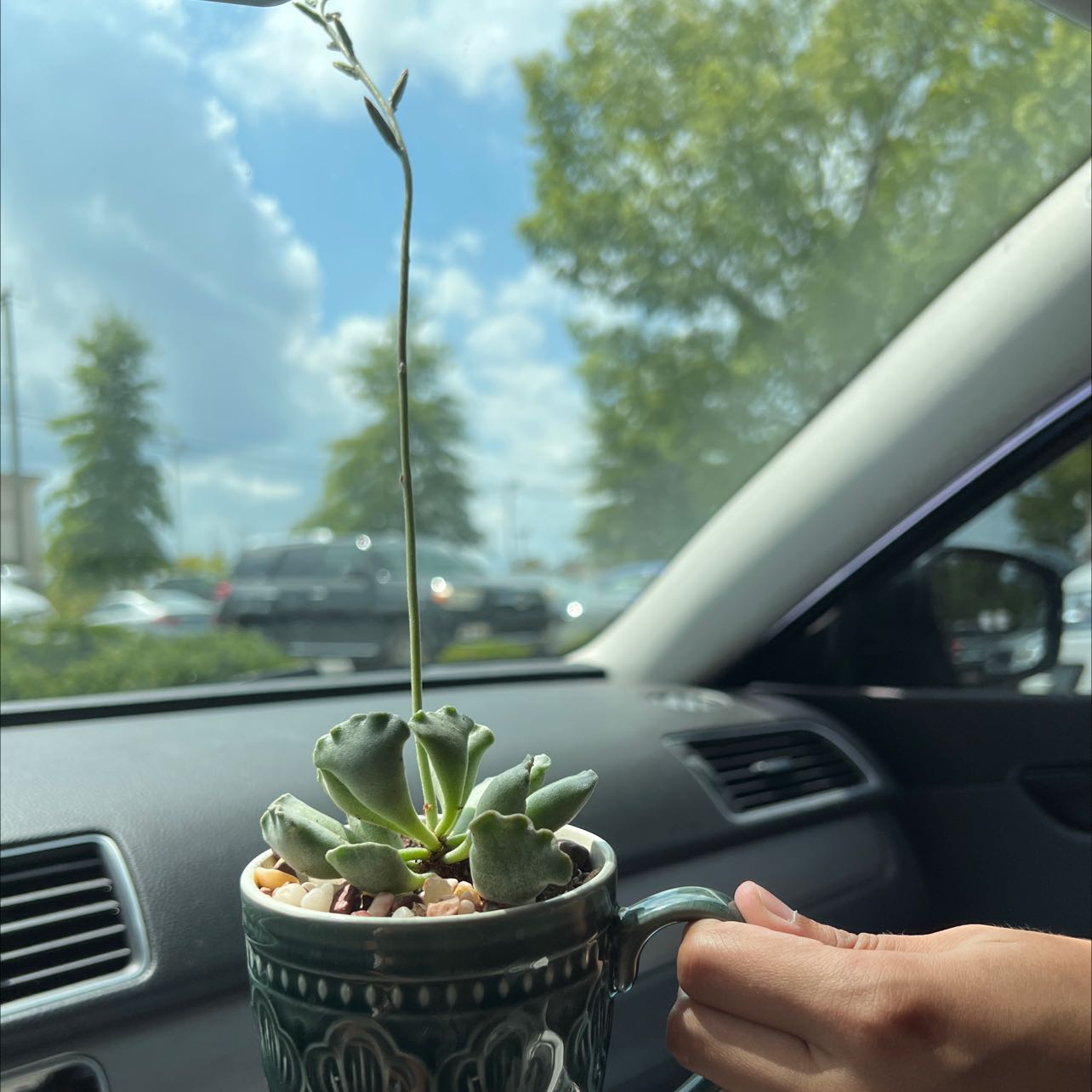 How to Prune Pillow Feet Crinkle Leaf Plant