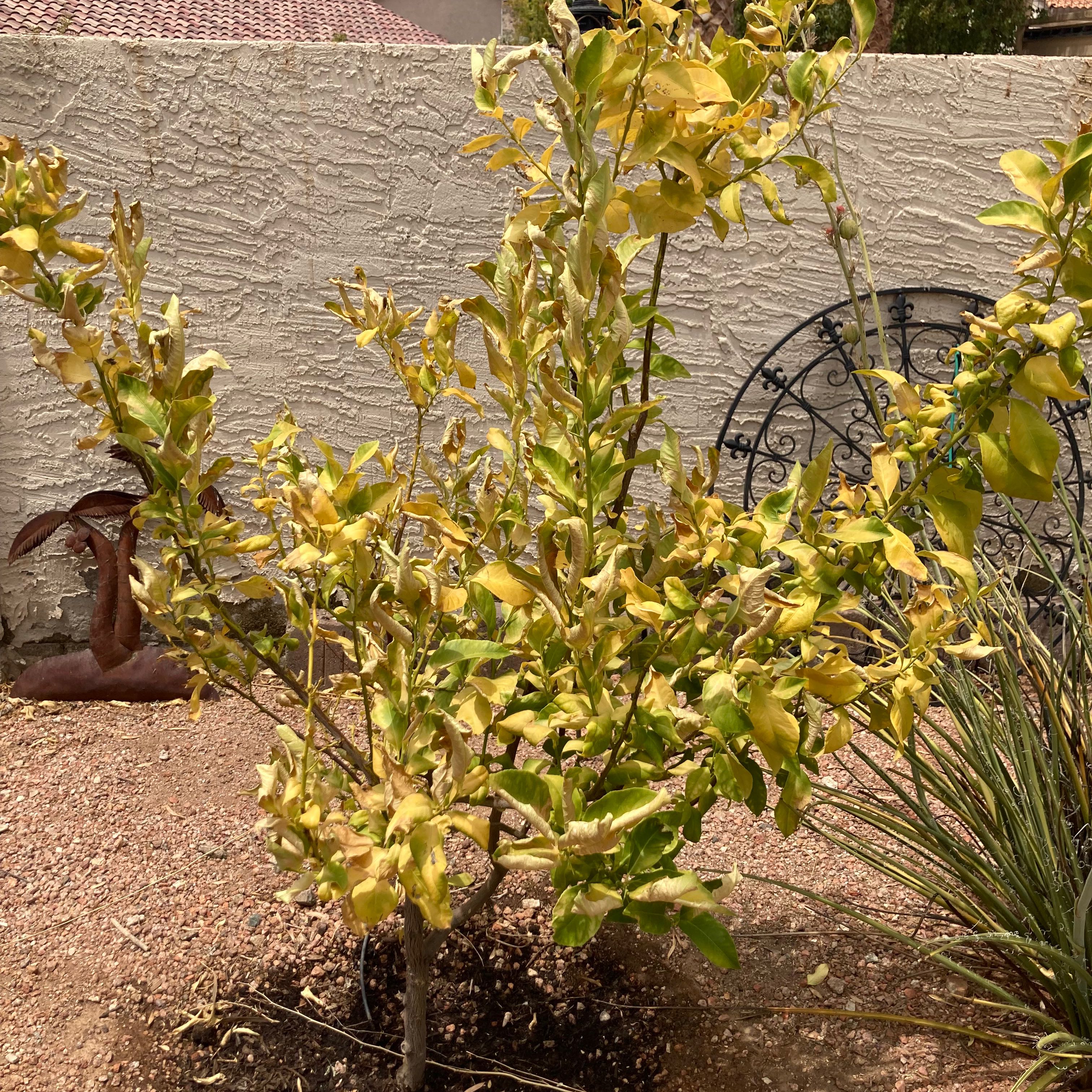 🍋 Why Are My lemon tree Leaves Curling?