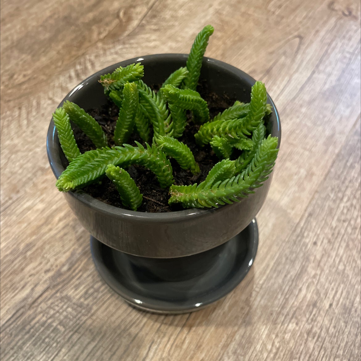 Why Are My Princess Pine Leaves Droopy?