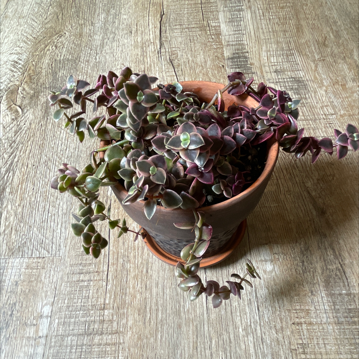 The Complete Calico Kitten Plant Care Guide: Water, Light & Beyond