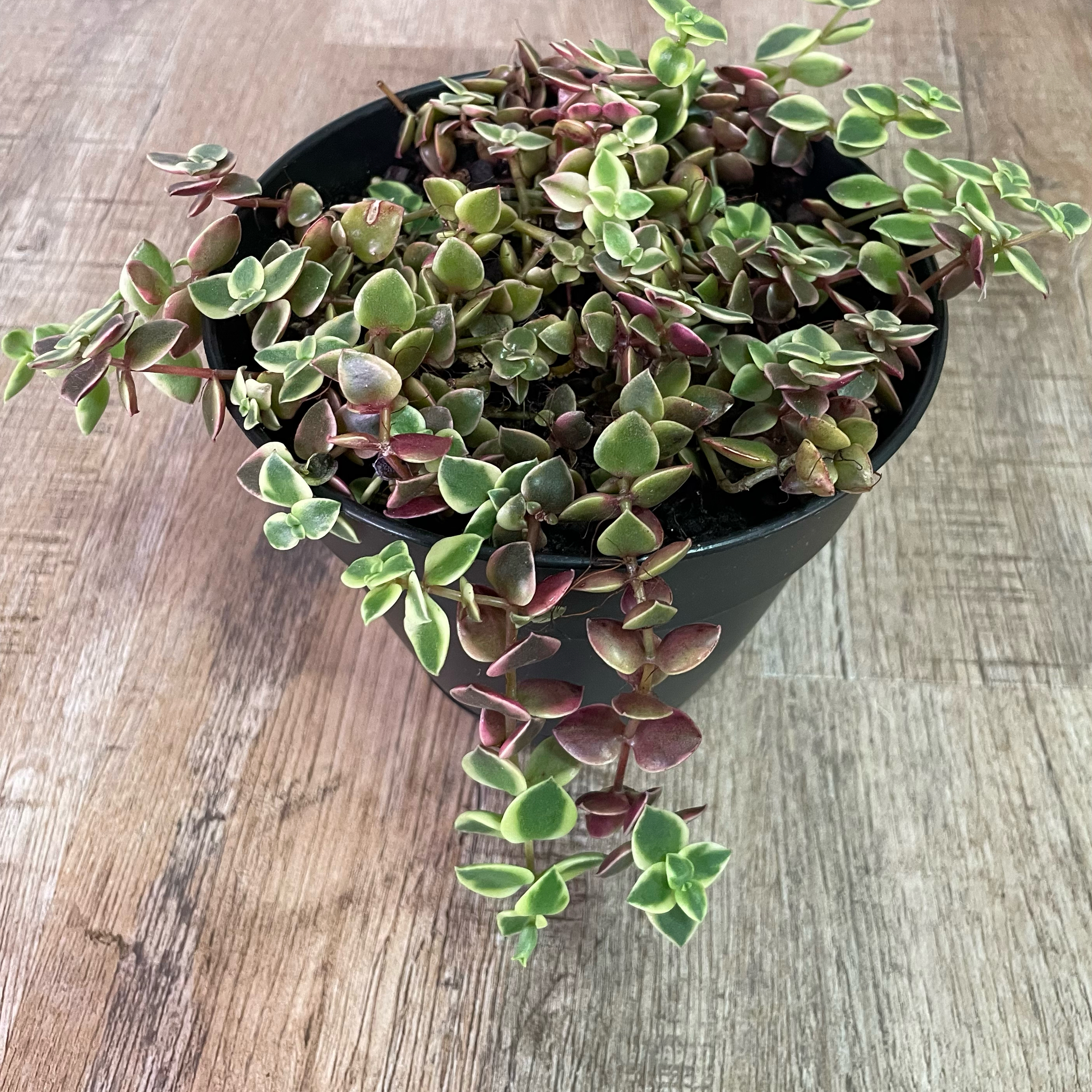 The Complete Calico Kitten Plant Care Guide: Water, Light & Beyond
