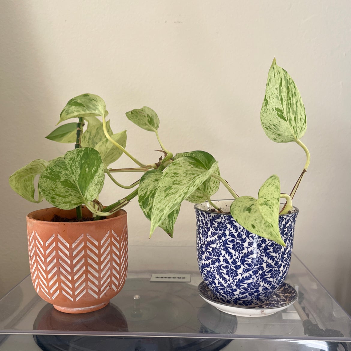 🌡 What Temperature Should My Marble Queen Pothos Be Kept At?