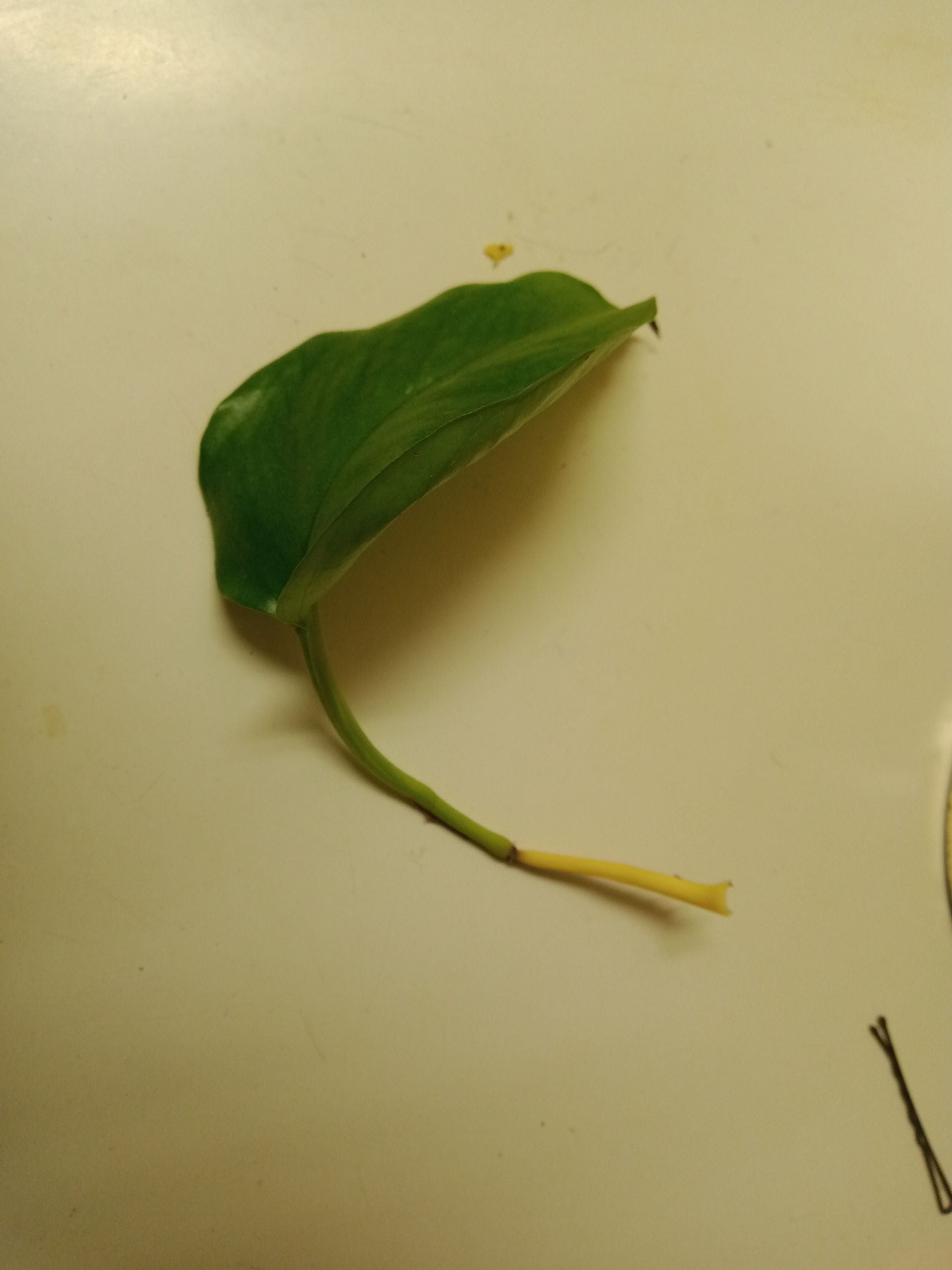 How to Care for Golden Pothos: Mastering Water, Sunlight & More