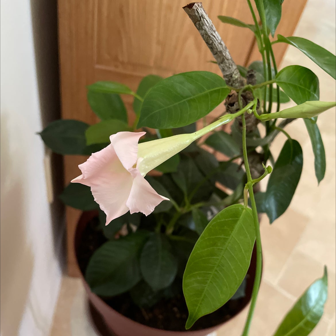 Why Are My Dipladenia 'Rio' Leaves Dropping?