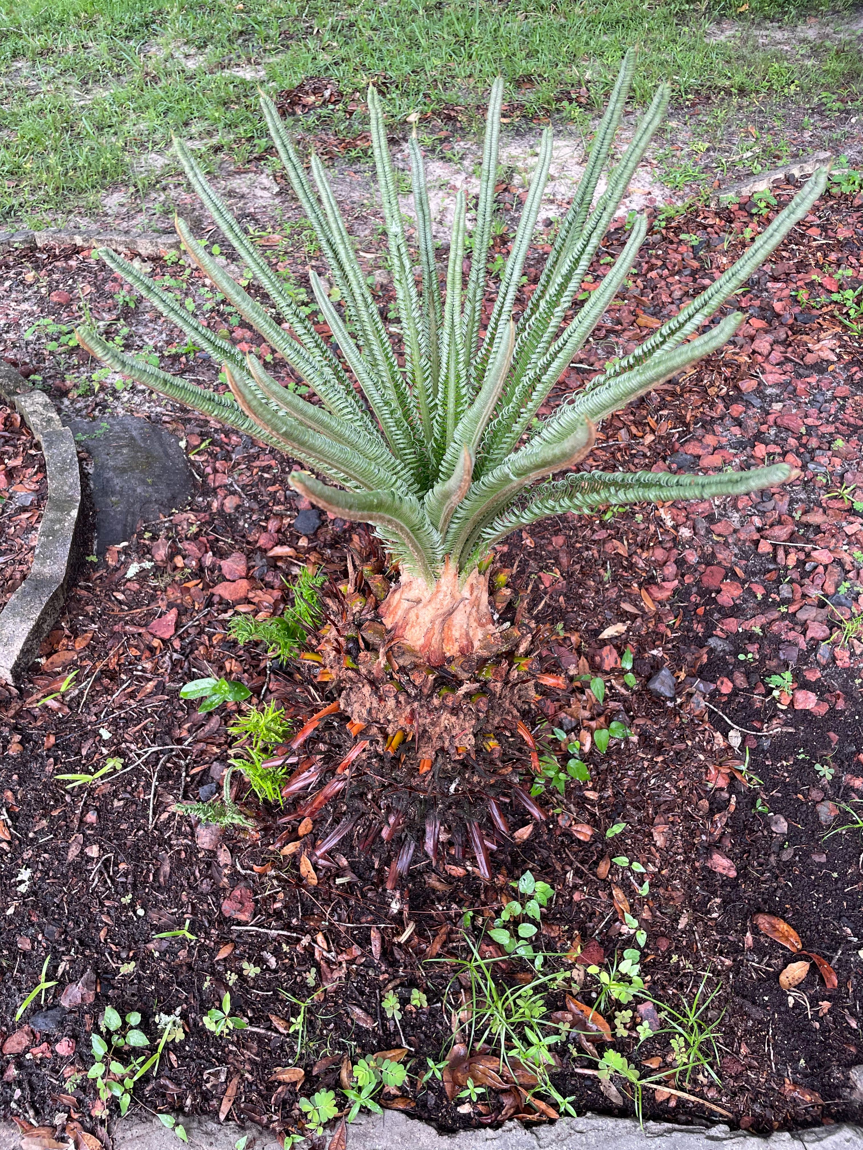 Sago palm overcomes scale infestation