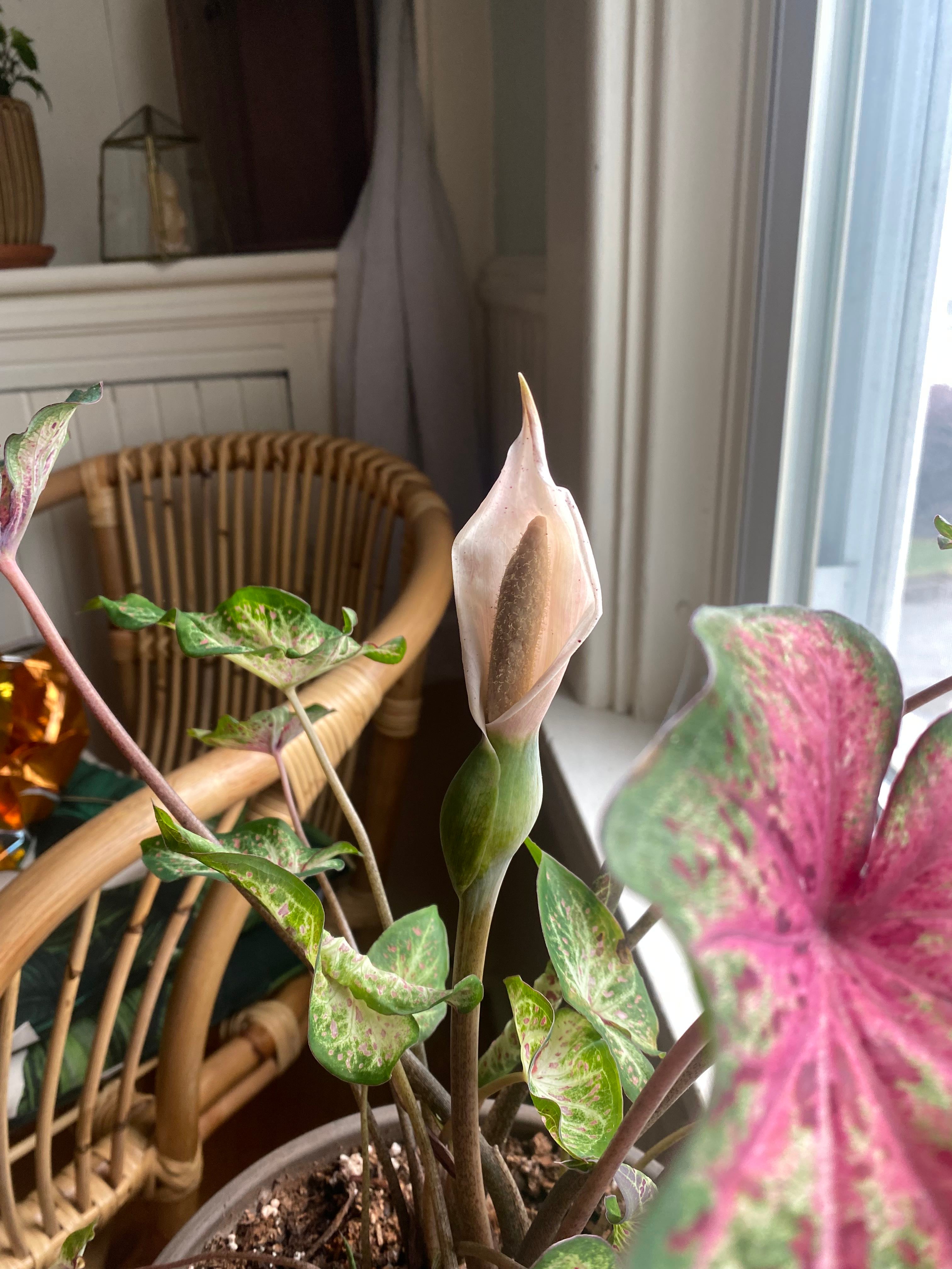 Strap Leaf Caladium Care 101: Water, Light & Growing Tips
