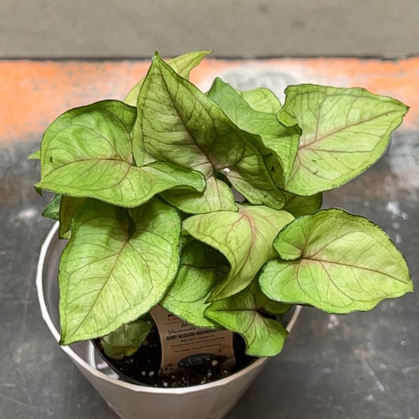 10 Benefits of Having a Syngonium 'Berry'