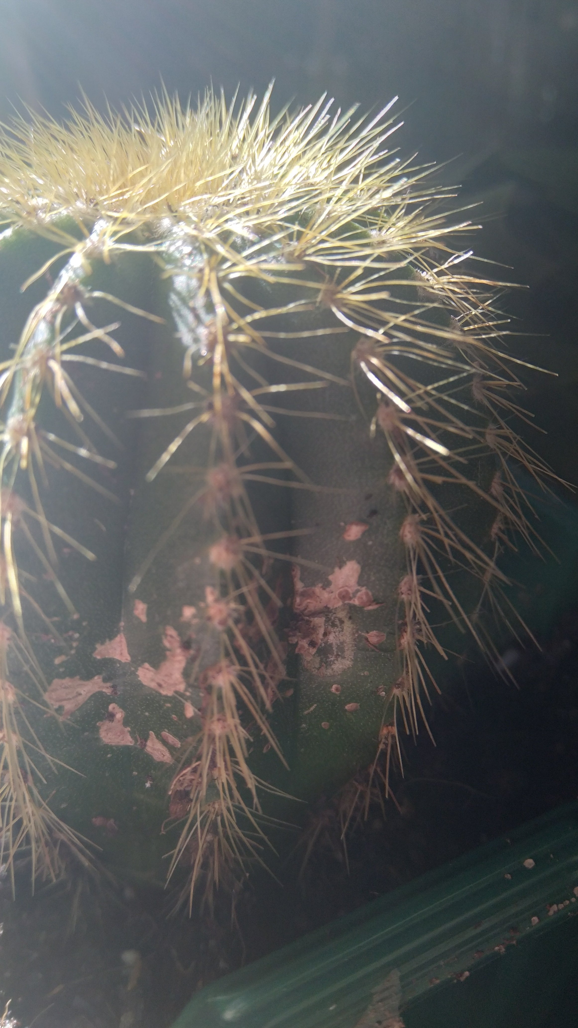 The Complete Balloon Cactus Plant Care Guide: Water, Light & Beyond