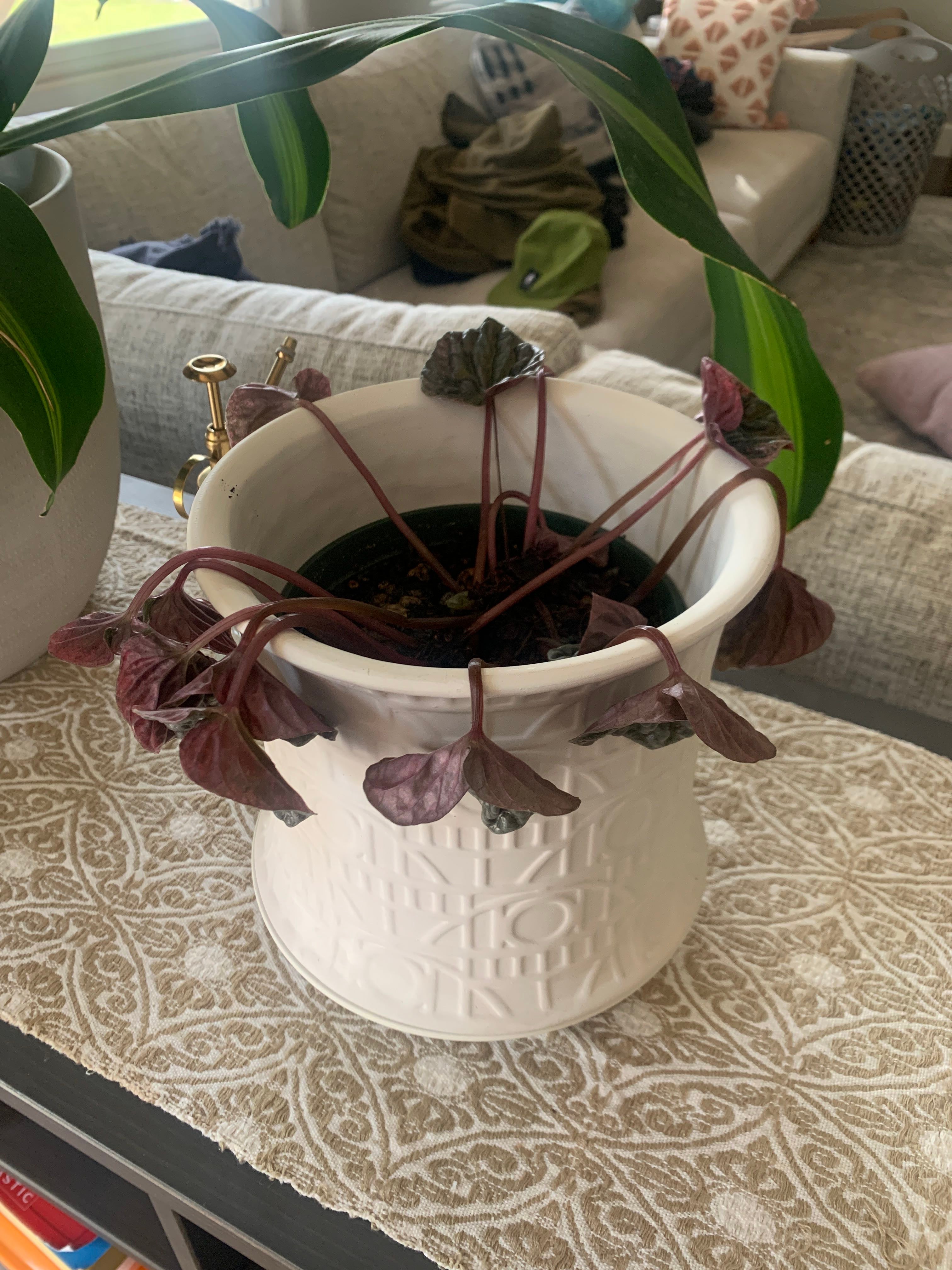 The Complete Emerald Ripple Peperomia Plant Care Guide: Water, Light ...