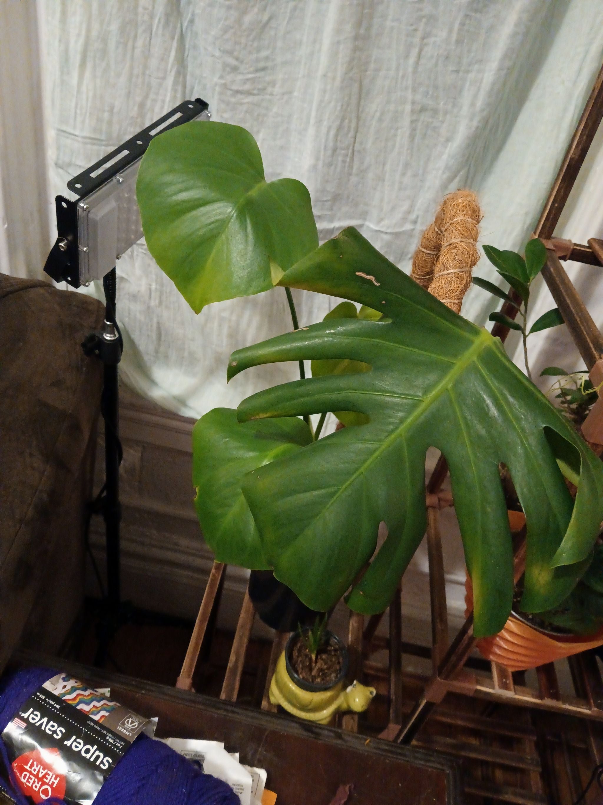 Keep Your Monstera Alive: Light, Water & Care Instructions