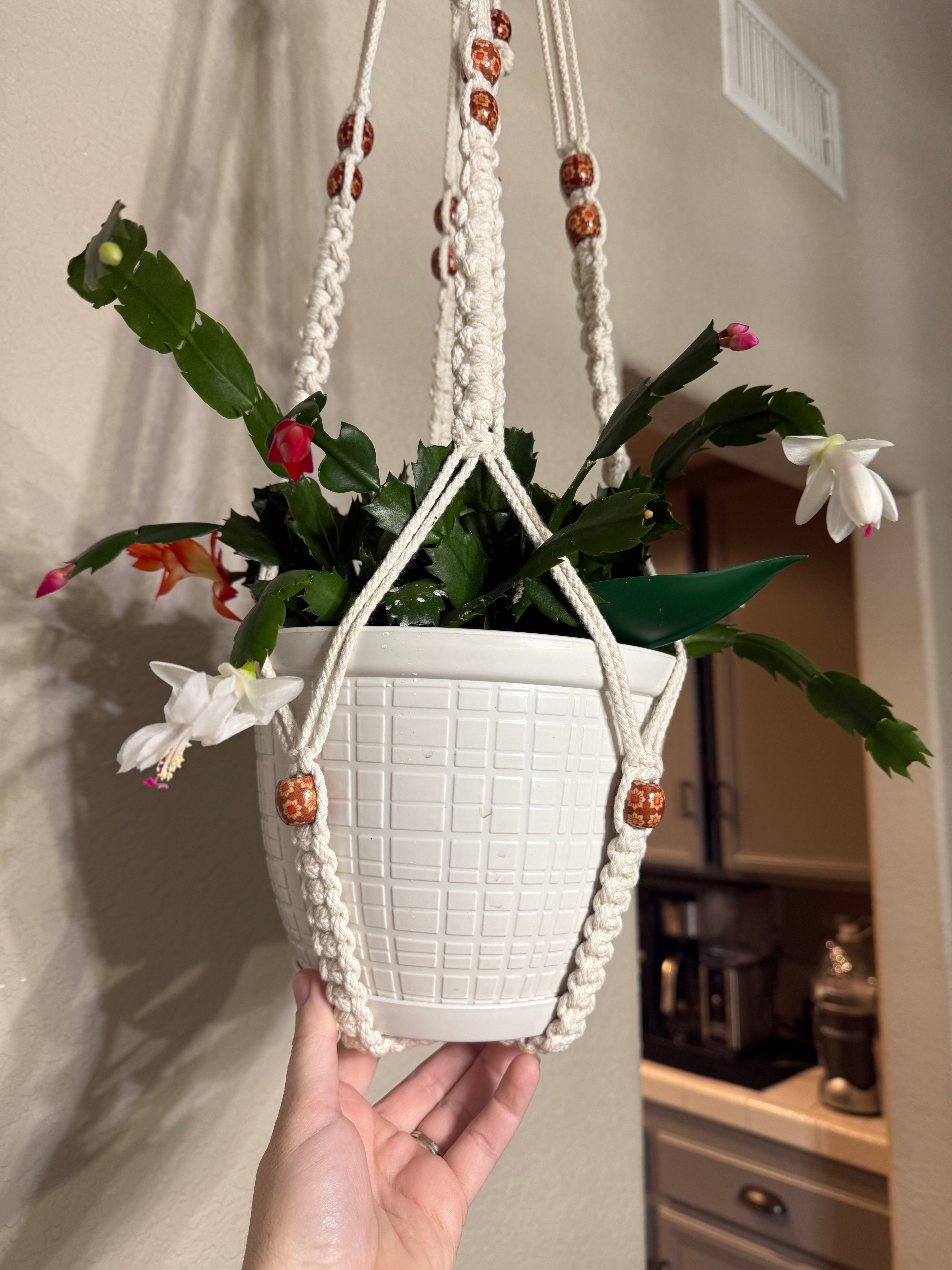 How to Care for Zygo Cactus: Mastering Water, Sunlight & More