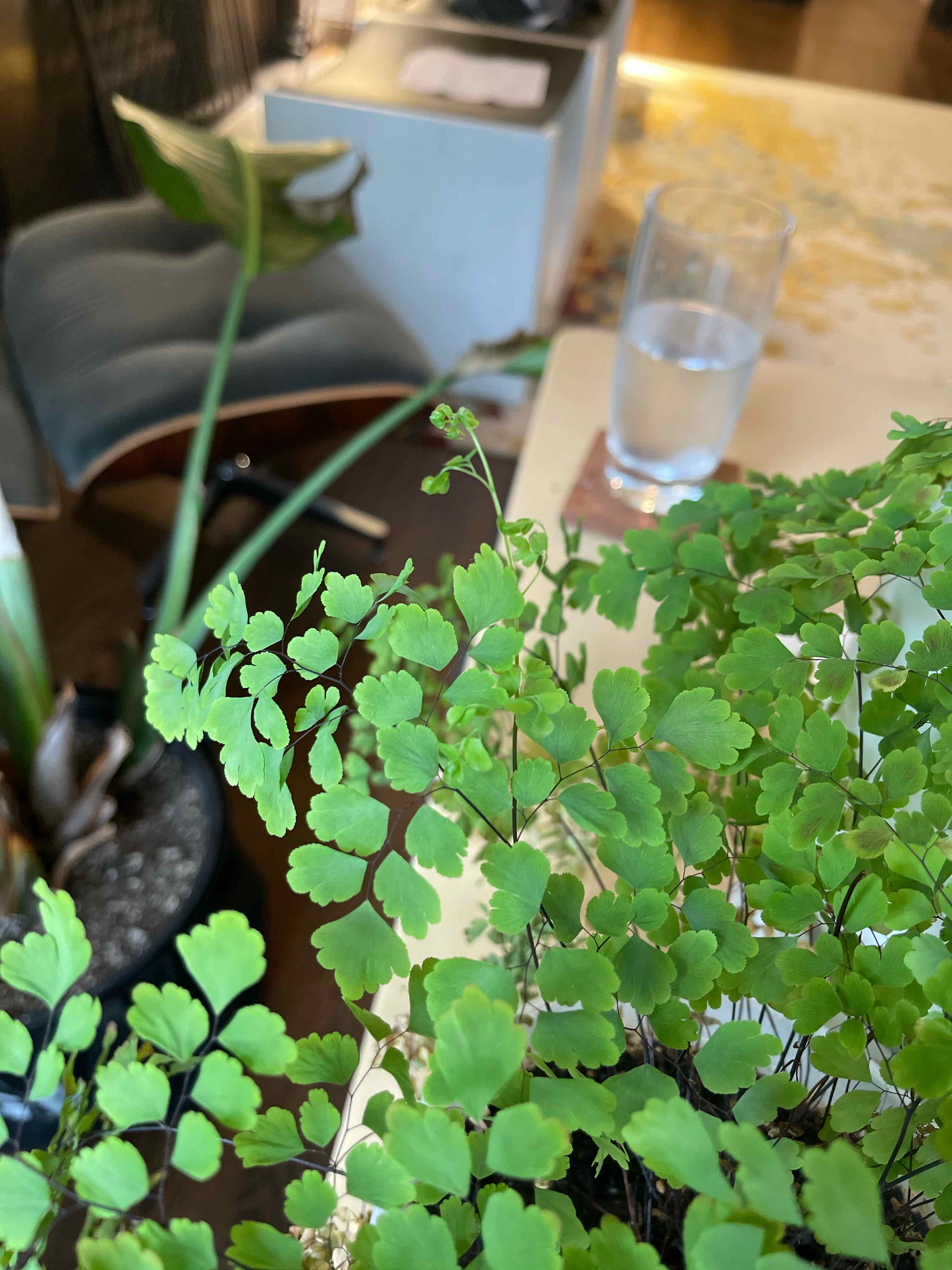 Symbolism And Benefits Of The Maidenhair Fern