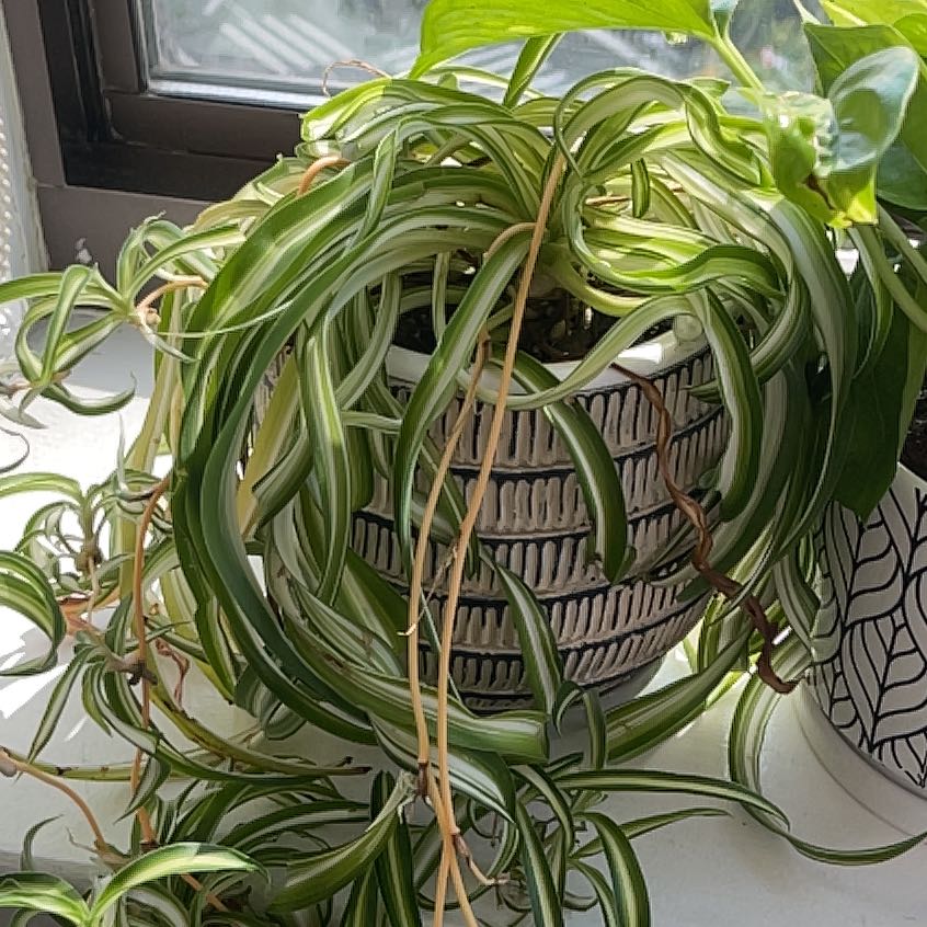 🕷 Spider Plant Flowers