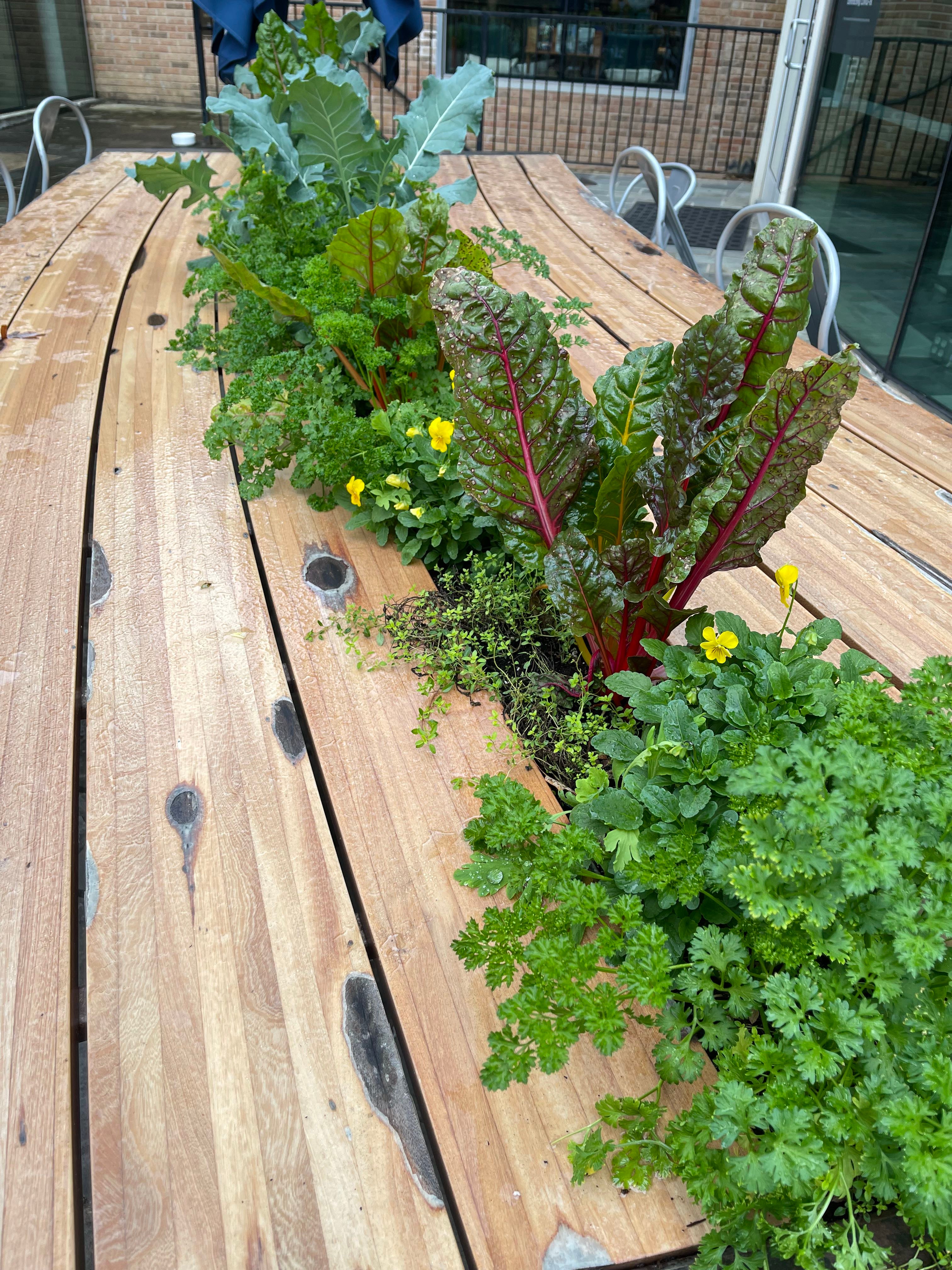 Cool mini community garden and the beginning of Fall foli...