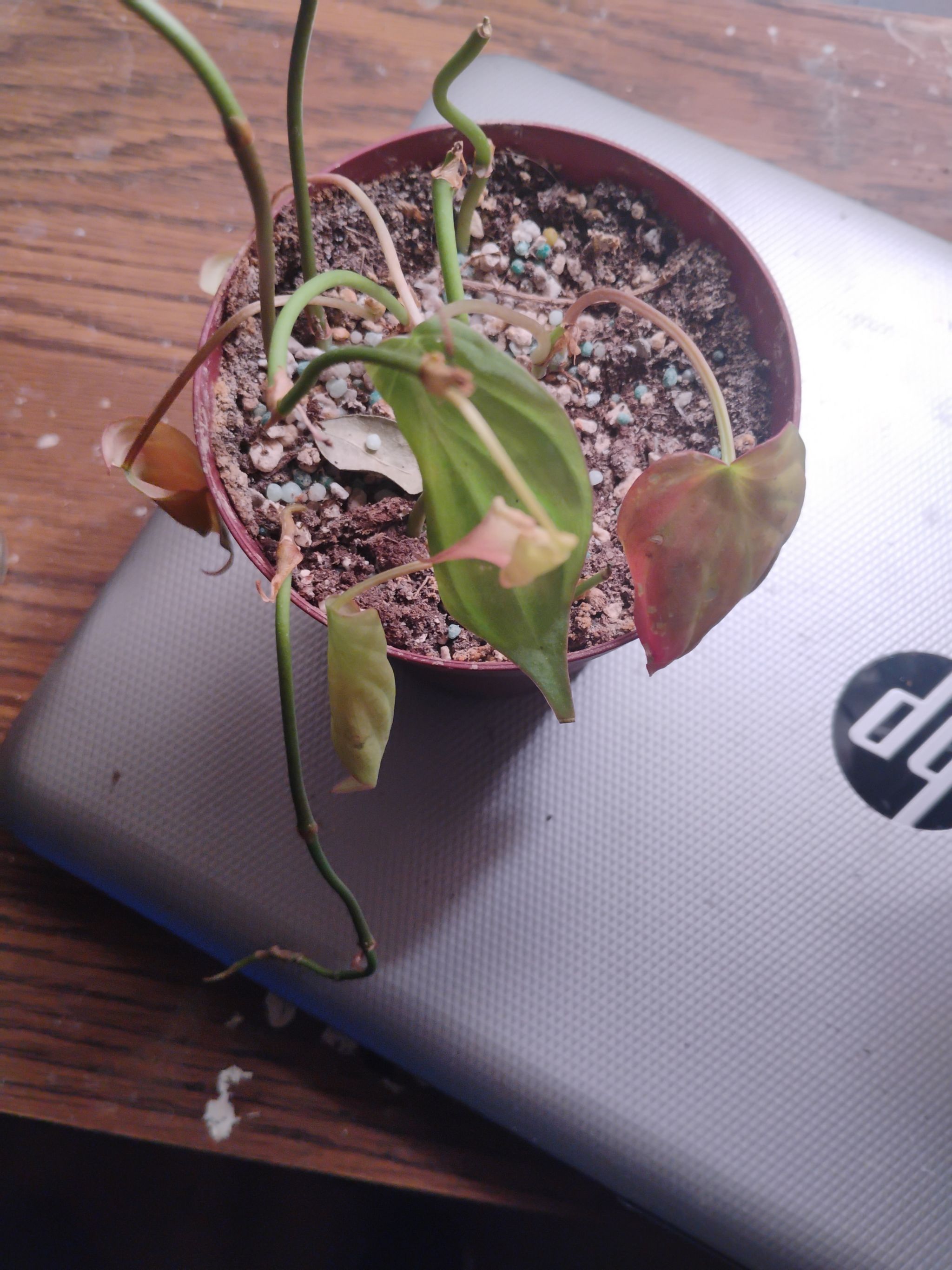 The Complete Philodendron campii 'Lynette' Plant Care Guide: Water ...