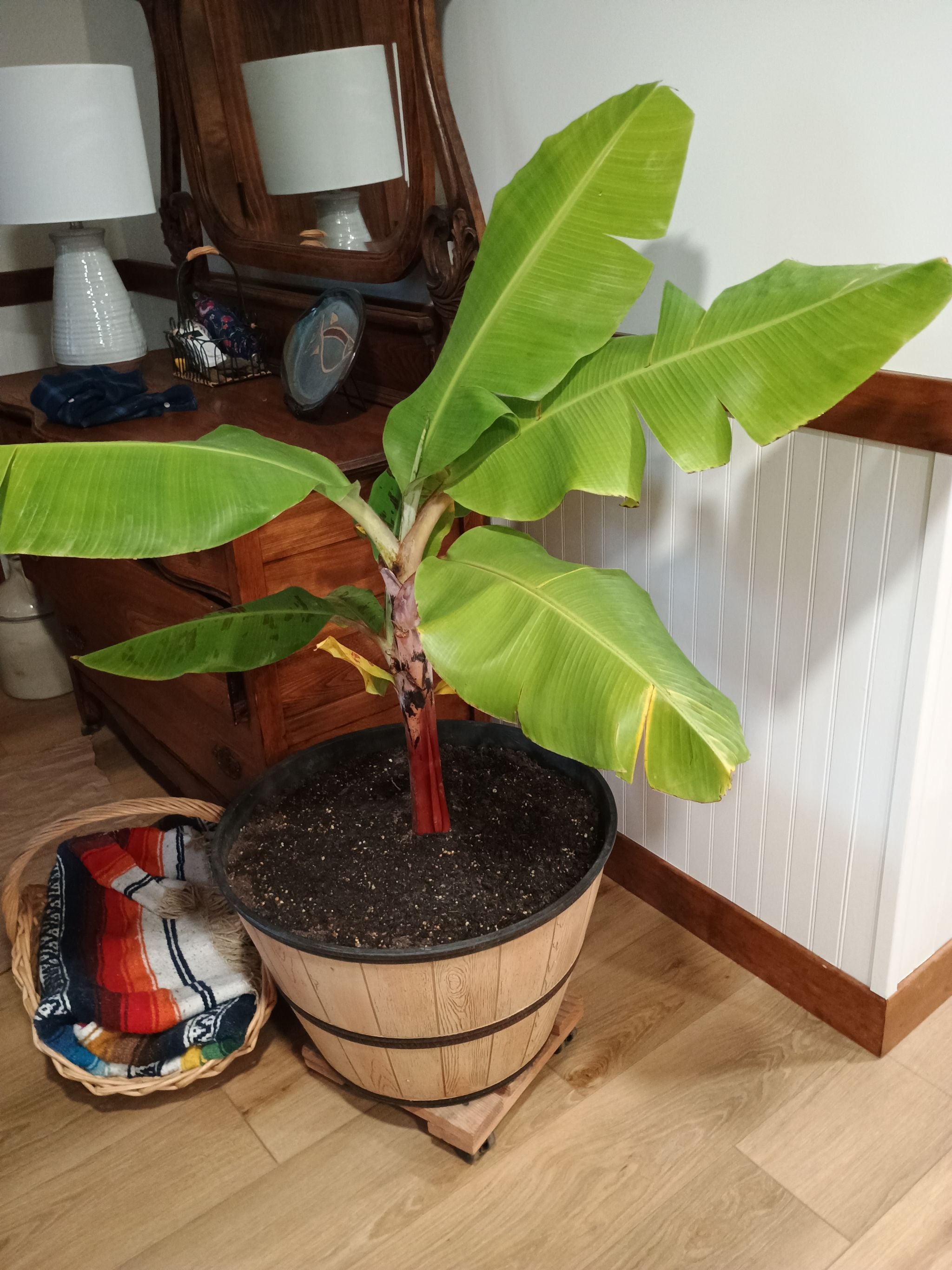 Understanding What It Means When Your Banana Plant Blooms 🍌