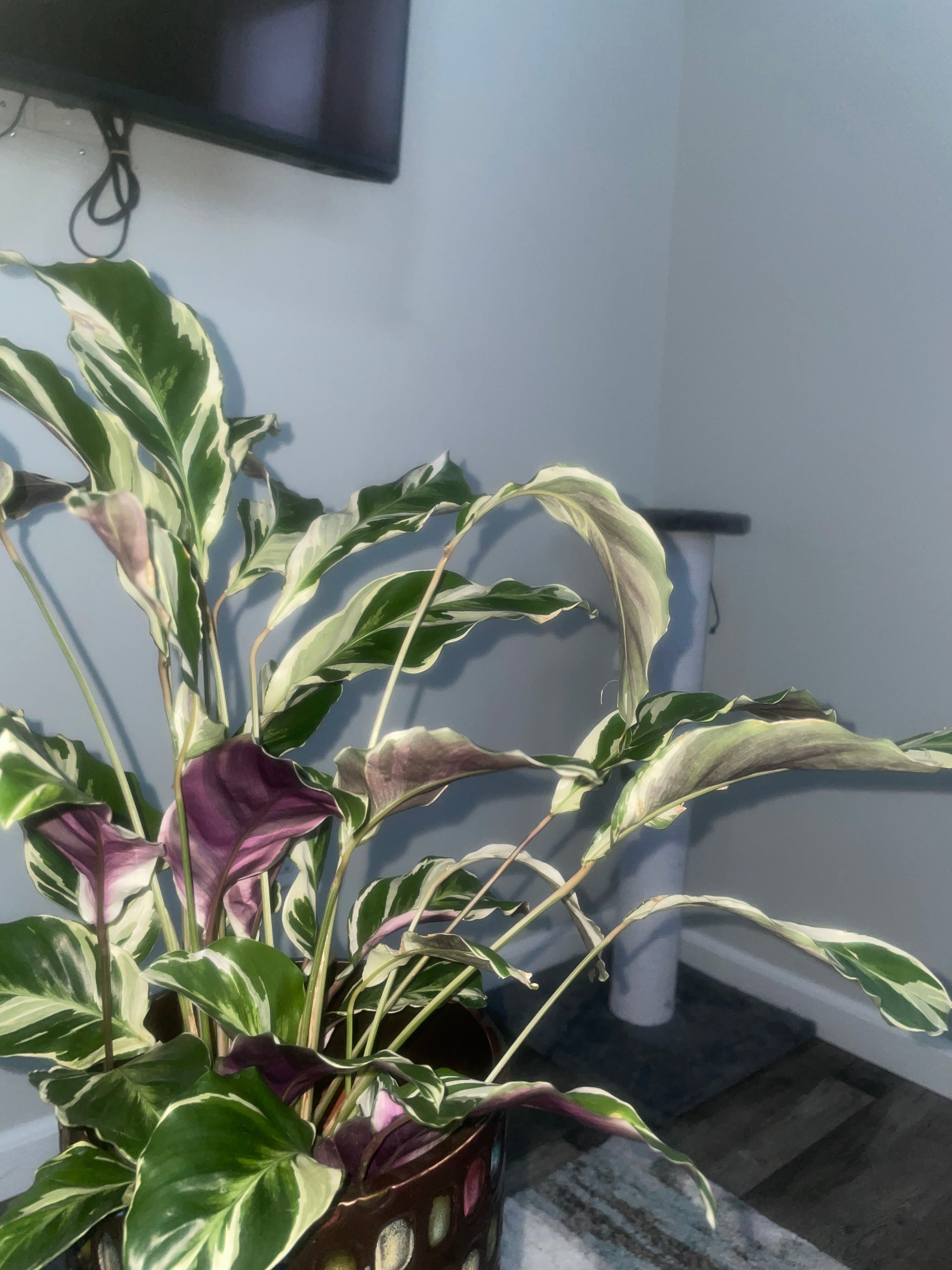 Keep Your Calathea anulque Alive: Light, Water & Care Instructions