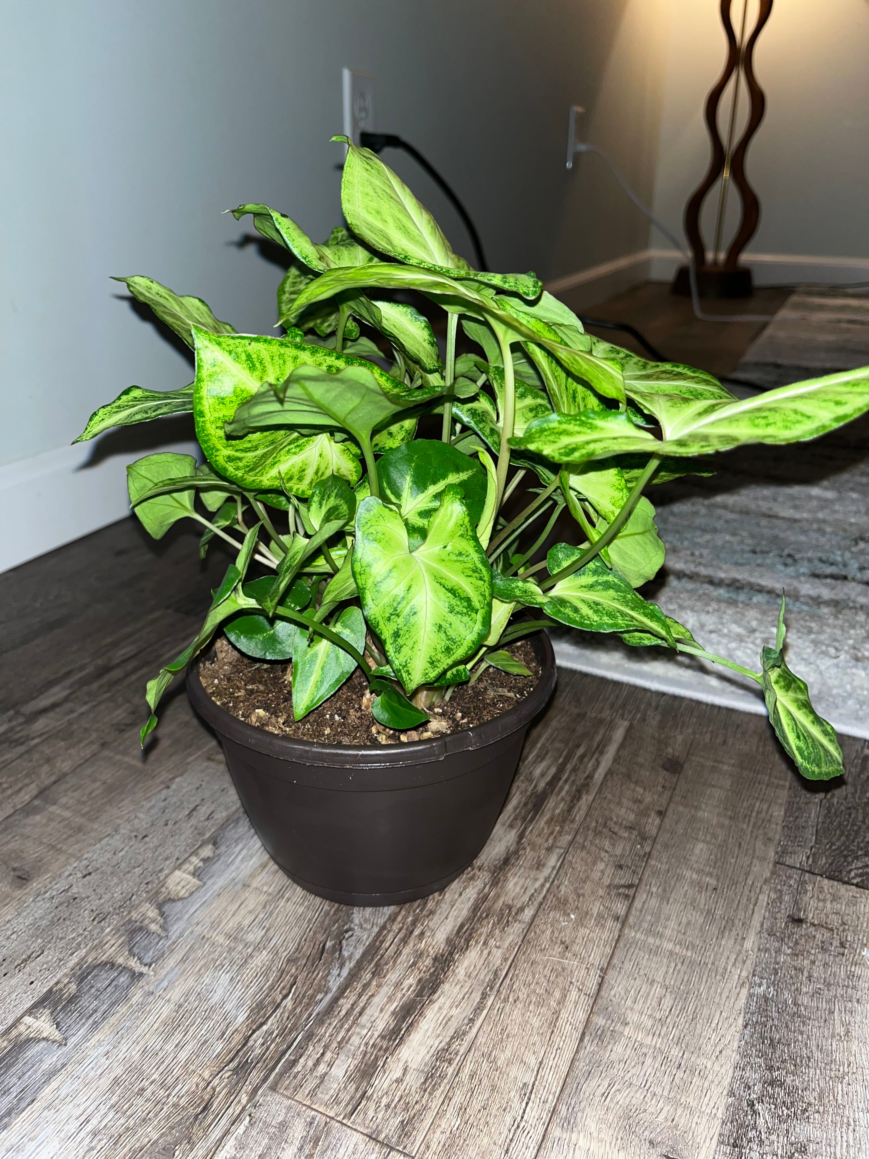 Nephthytis Plant Care Nepthytis Arrowhead