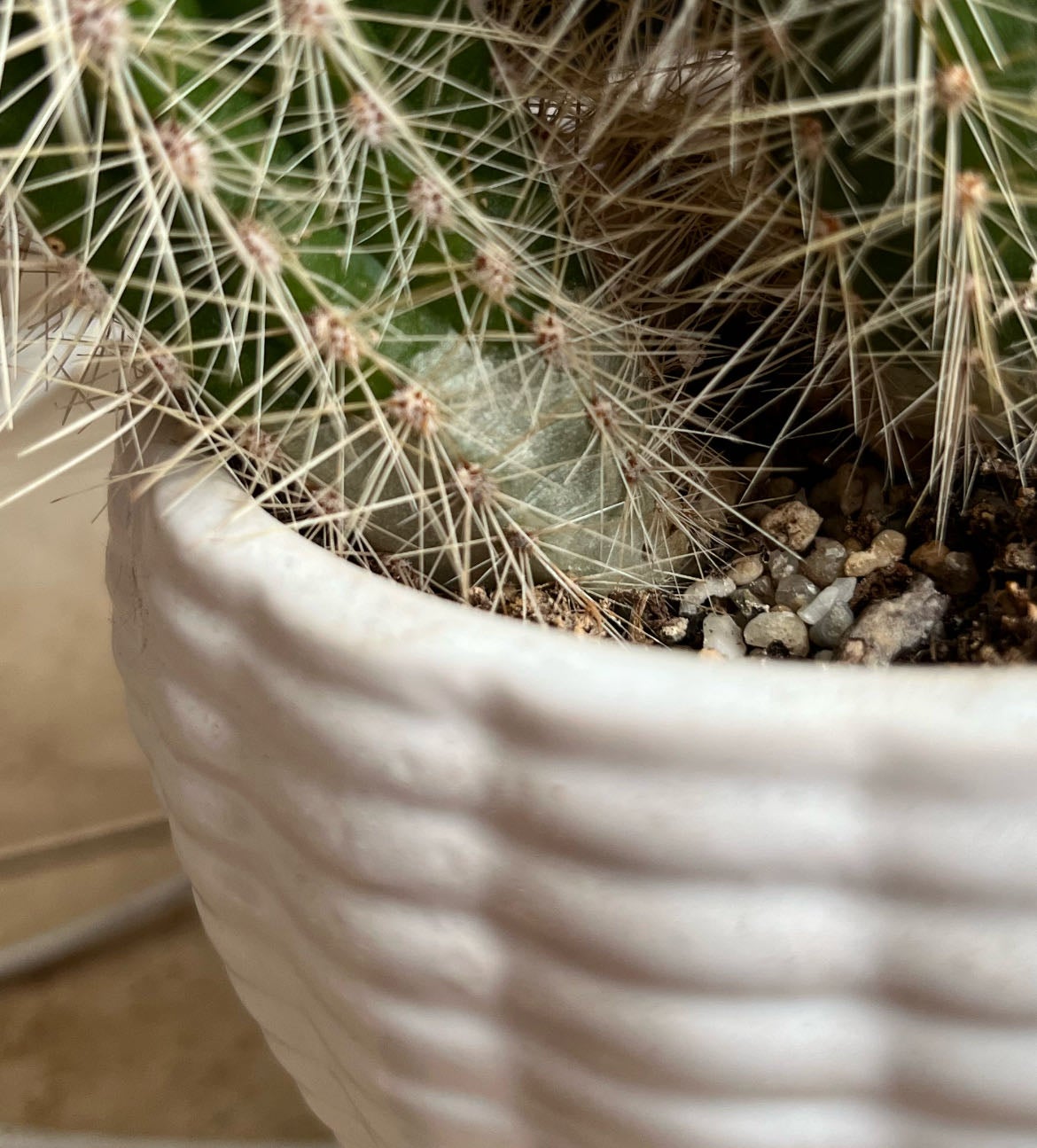 🌵 5 Essential Steps to Grow Healthy Giant Cactus