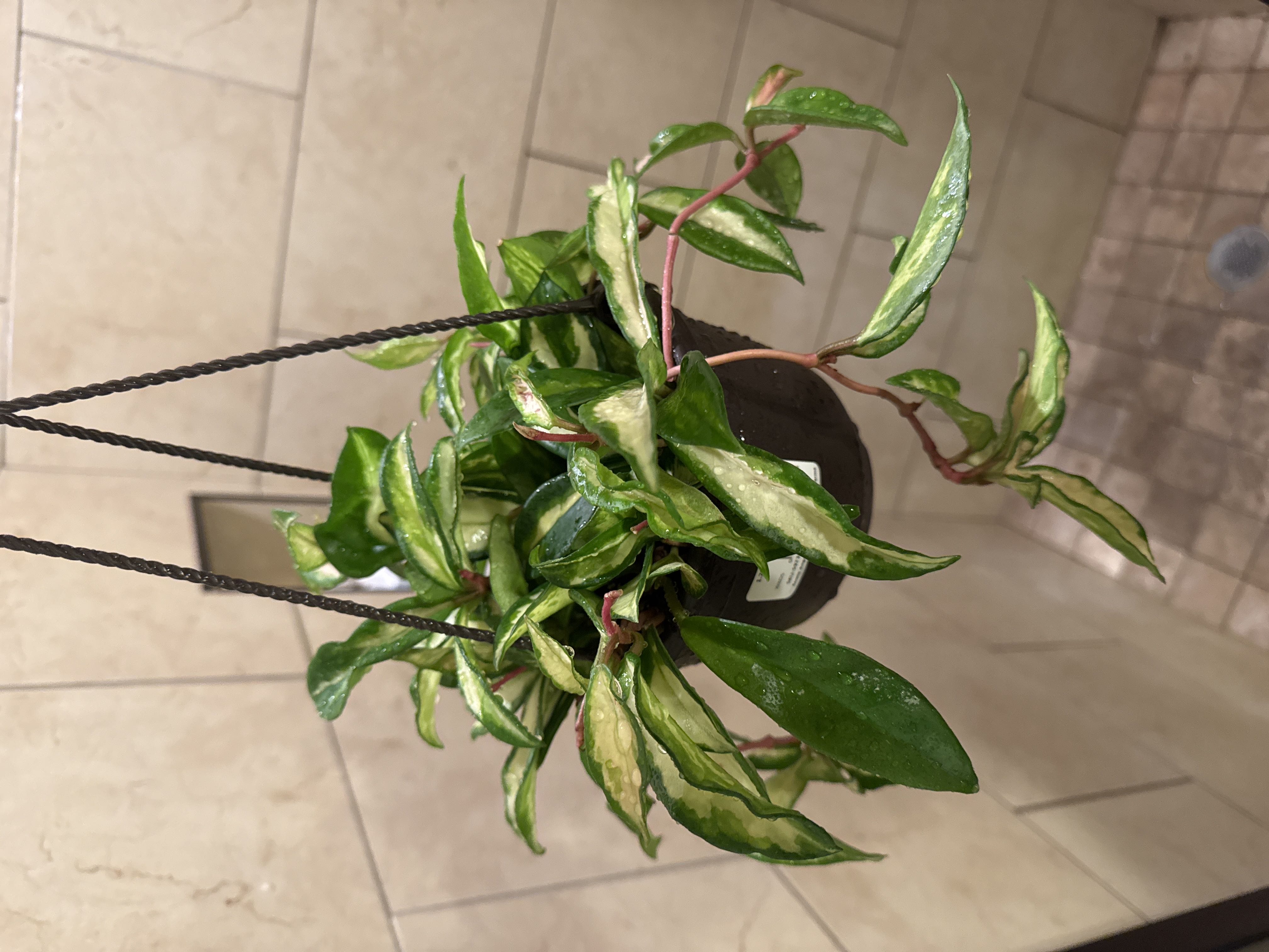 How to Care for Hoya Chinghungensis: Mastering Water, Sunlight & More
