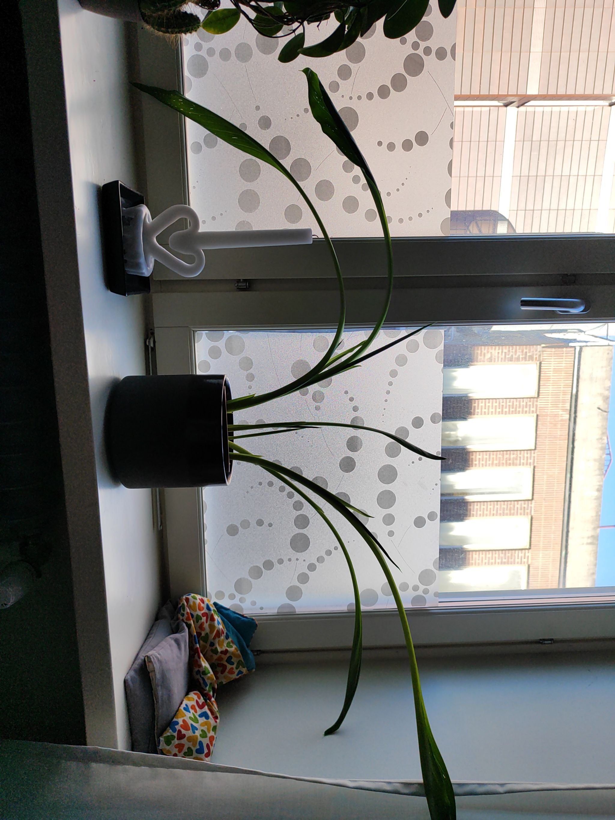 Calla Lily Growth: Height vs. Width