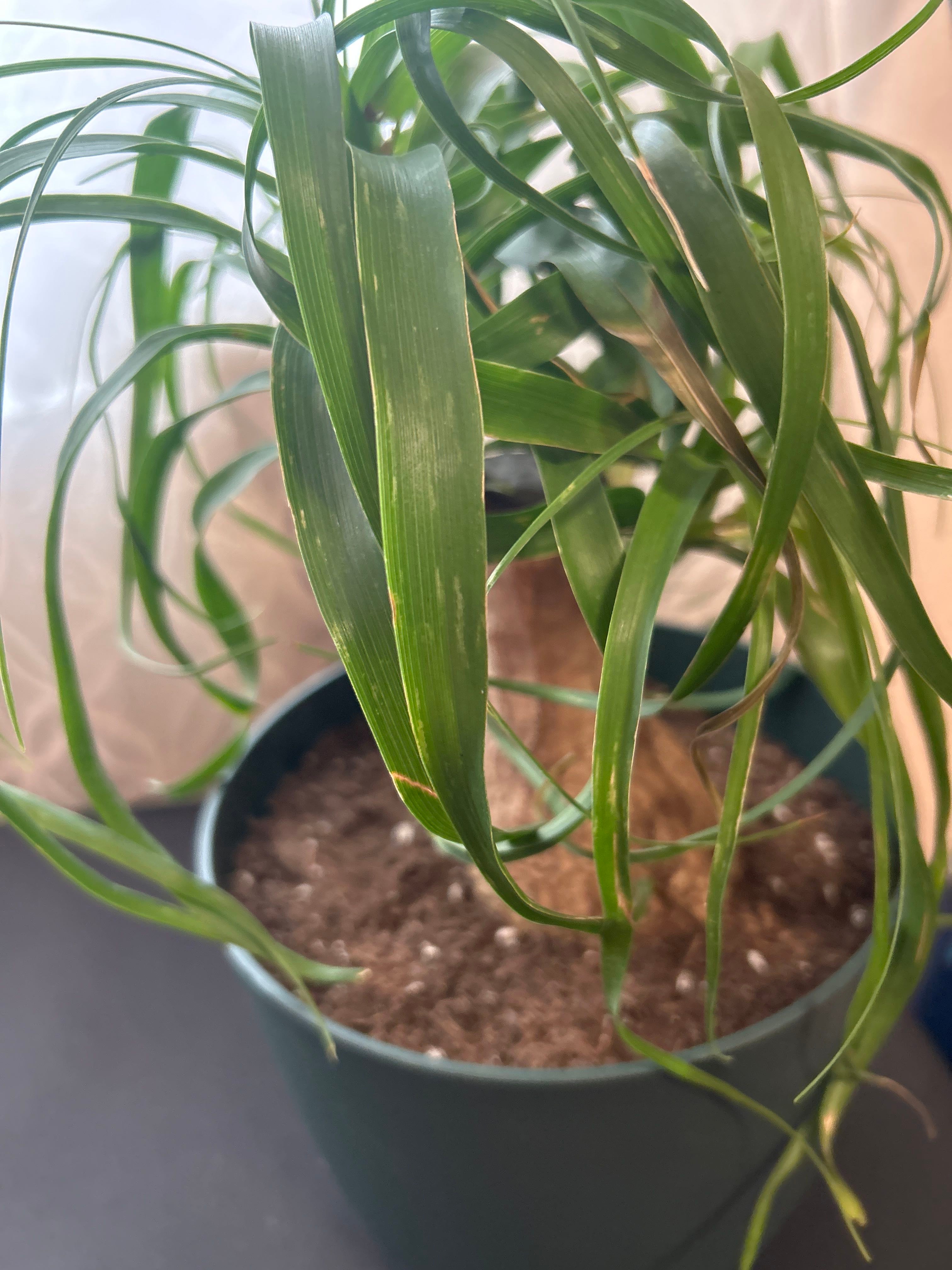 Common Ponytail Palm Problems