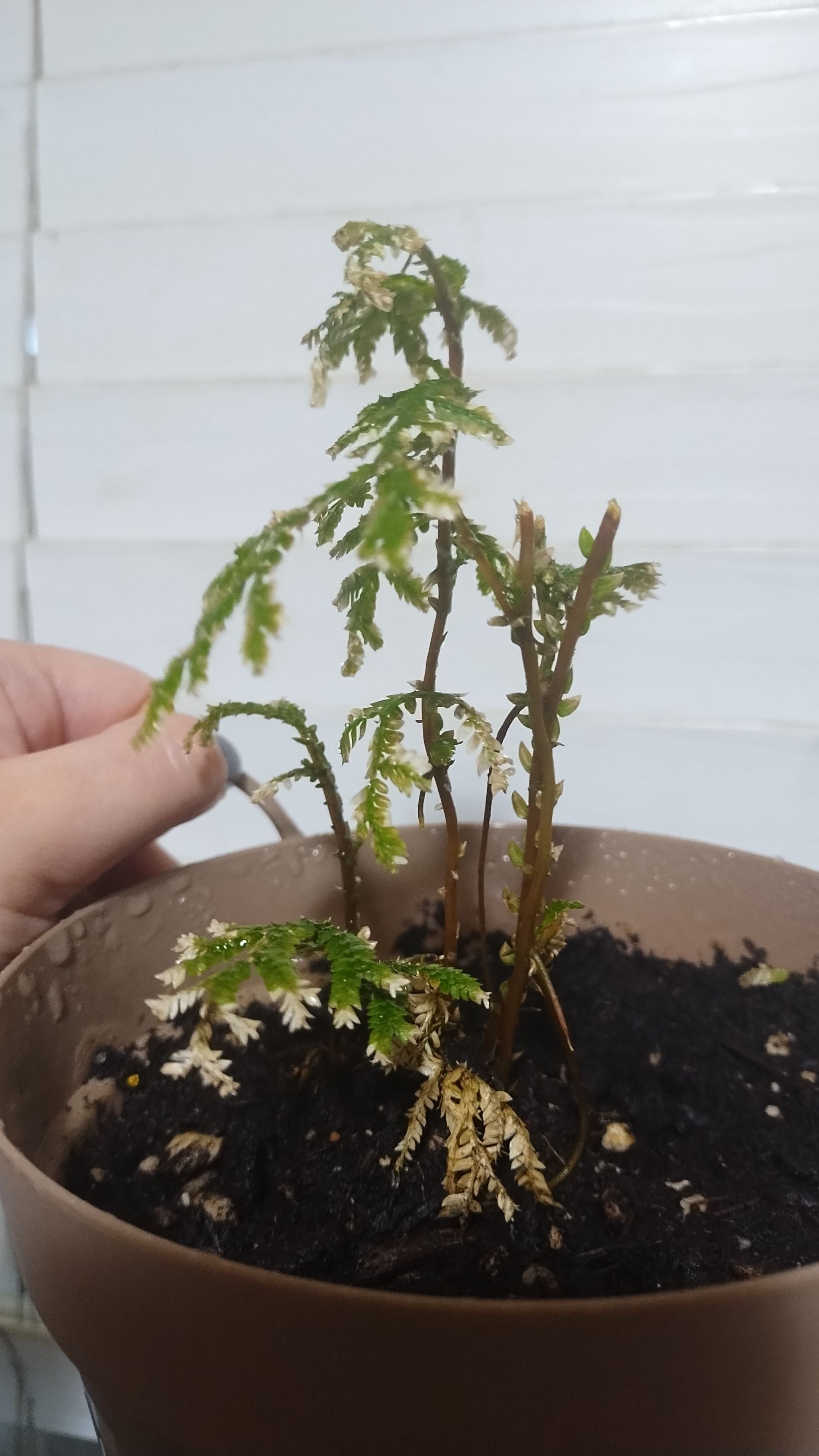 Why Are There Brown Spots on My Electric Fern Leaves?