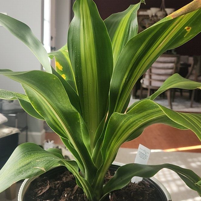 Dracaena 'Santa Rosa' Plant Care: Water, Light, Nutrients | Greg App 🌱