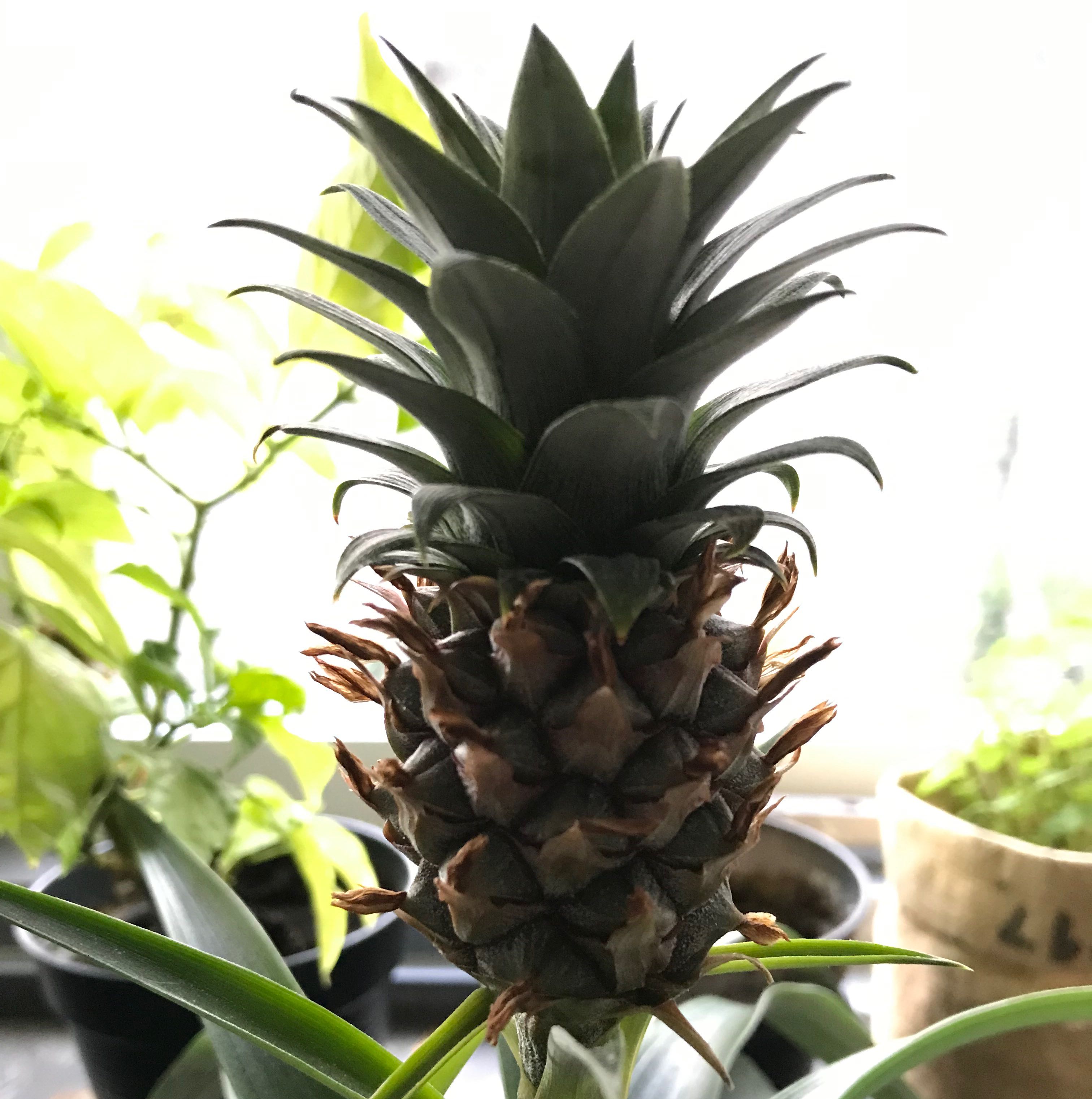 🍍 What To Do About Bugs on My Pineapple?