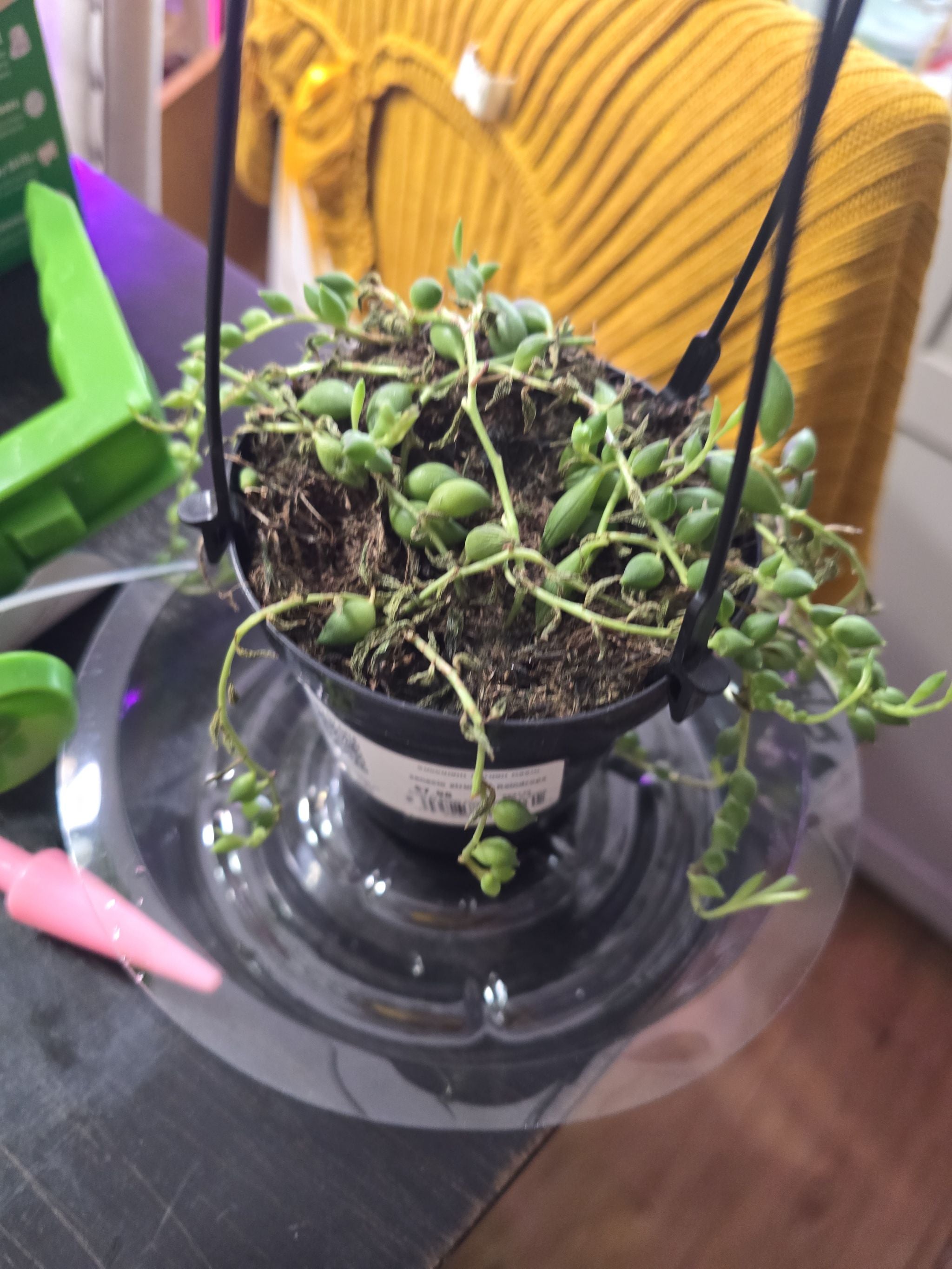 10 Tips for Watering Your String-of-Pearls 💧