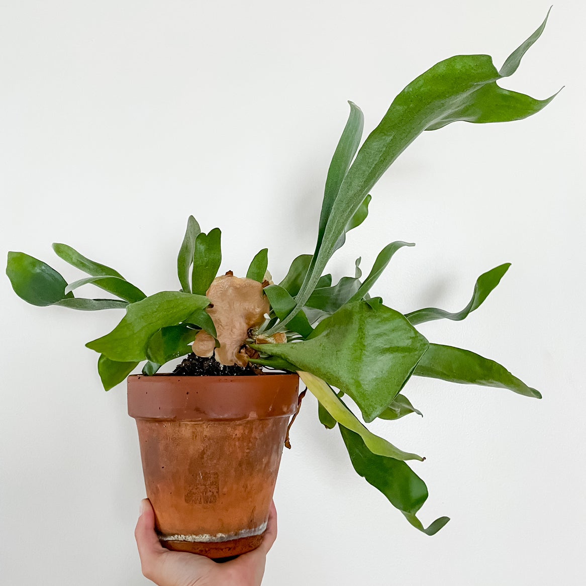 What To Do About Bugs on My Staghorn Fern? 🐛